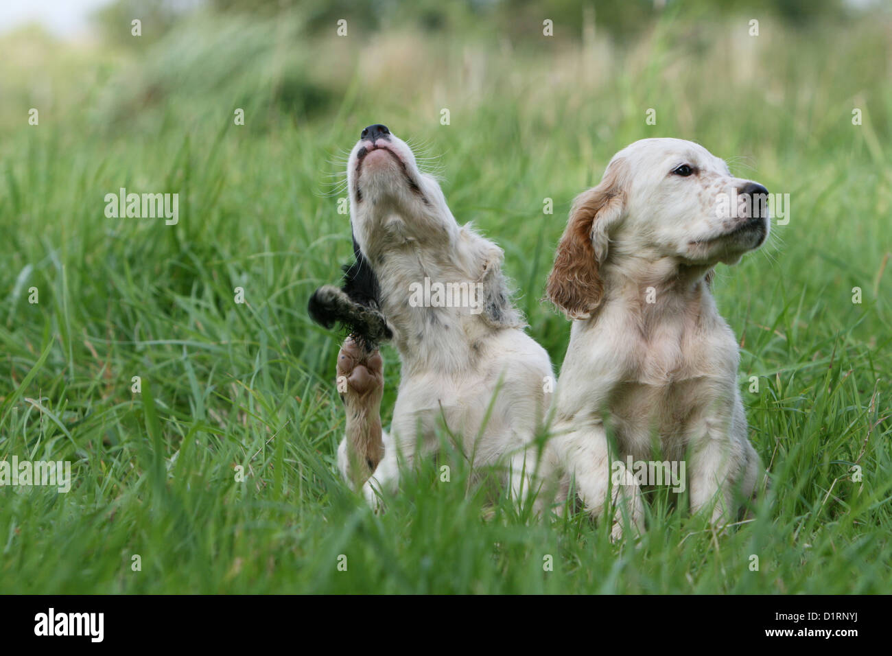 Itchy dog hi-res stock photography and images - Alamy