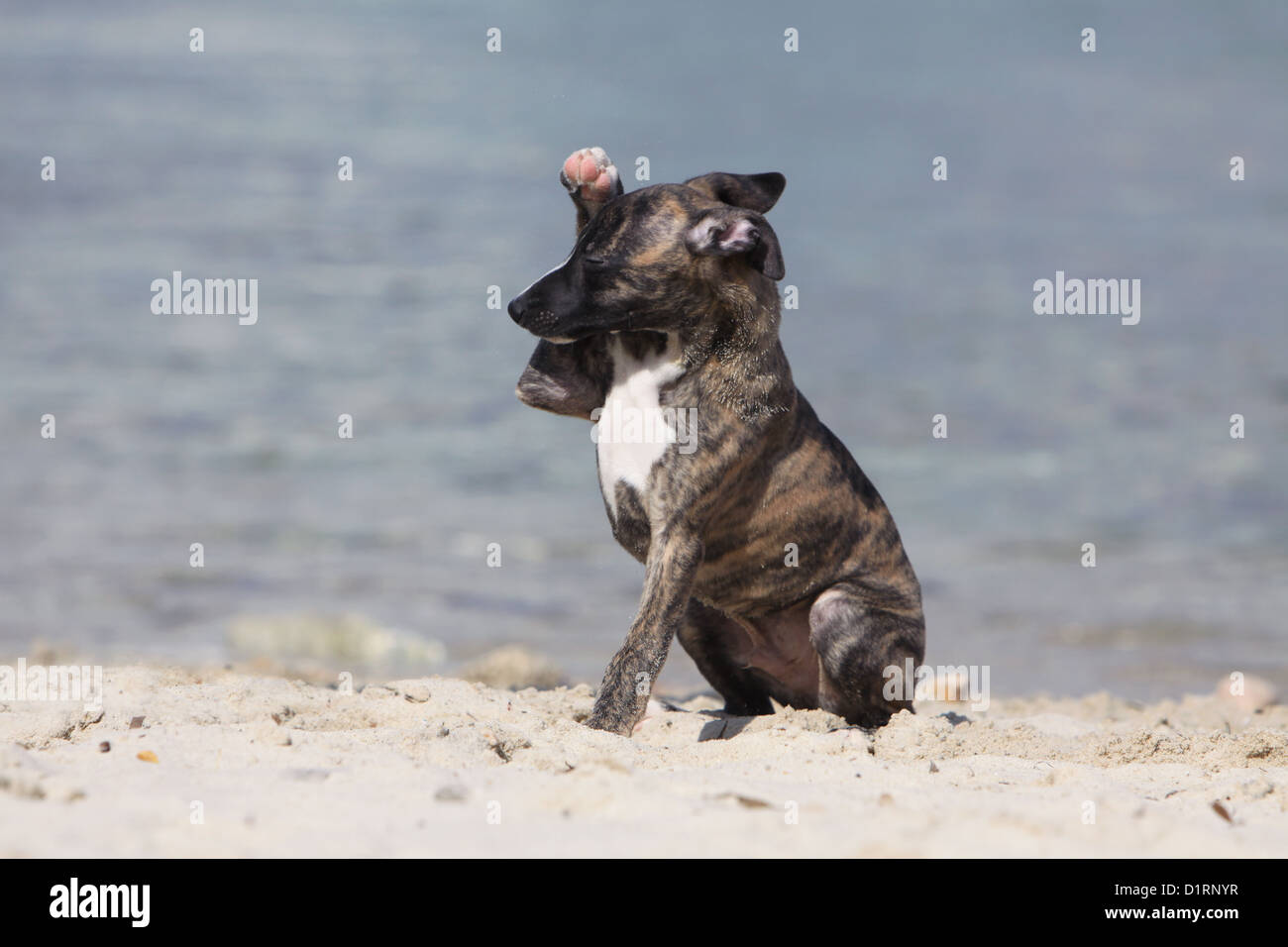 Scratching dog hi-res stock photography and images - Alamy