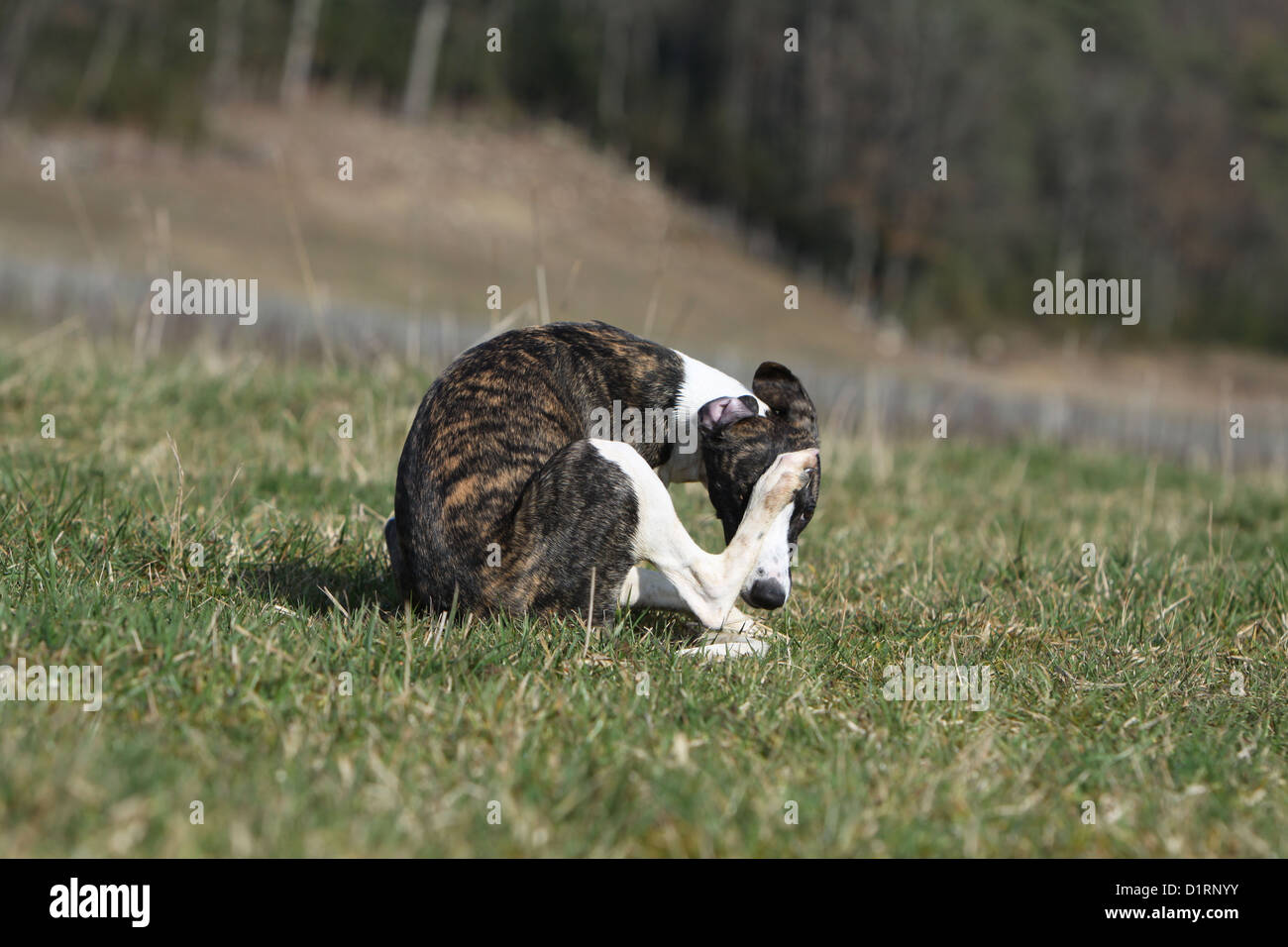 Scratching dog hi-res stock photography and images - Alamy