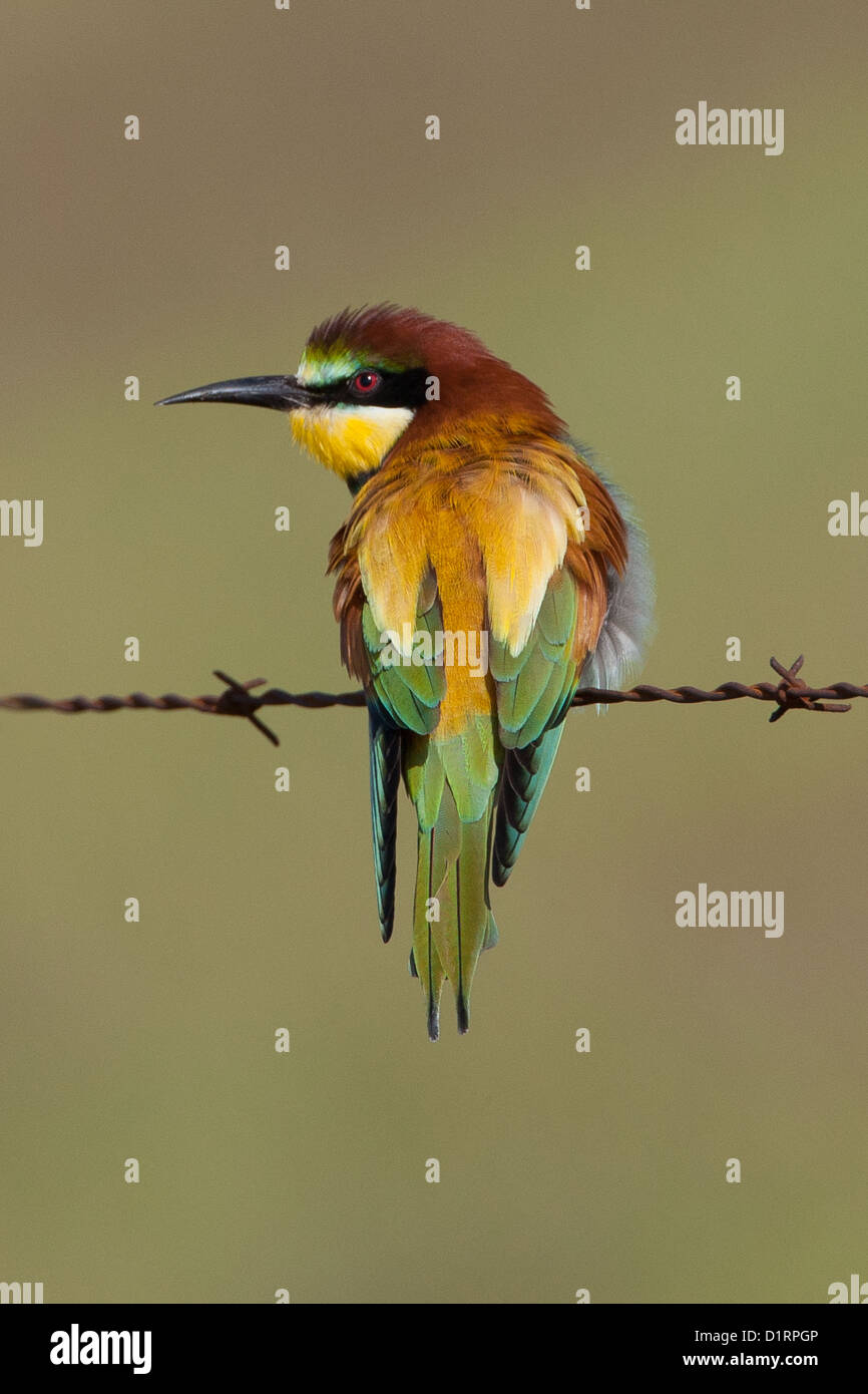Bee eater uk hi-res stock photography and images - Alamy