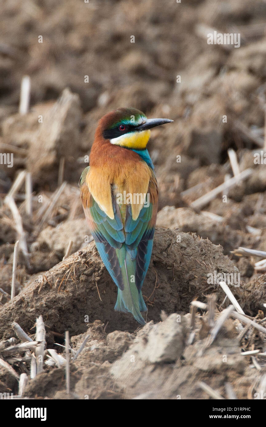 Bee eater uk hi-res stock photography and images - Alamy