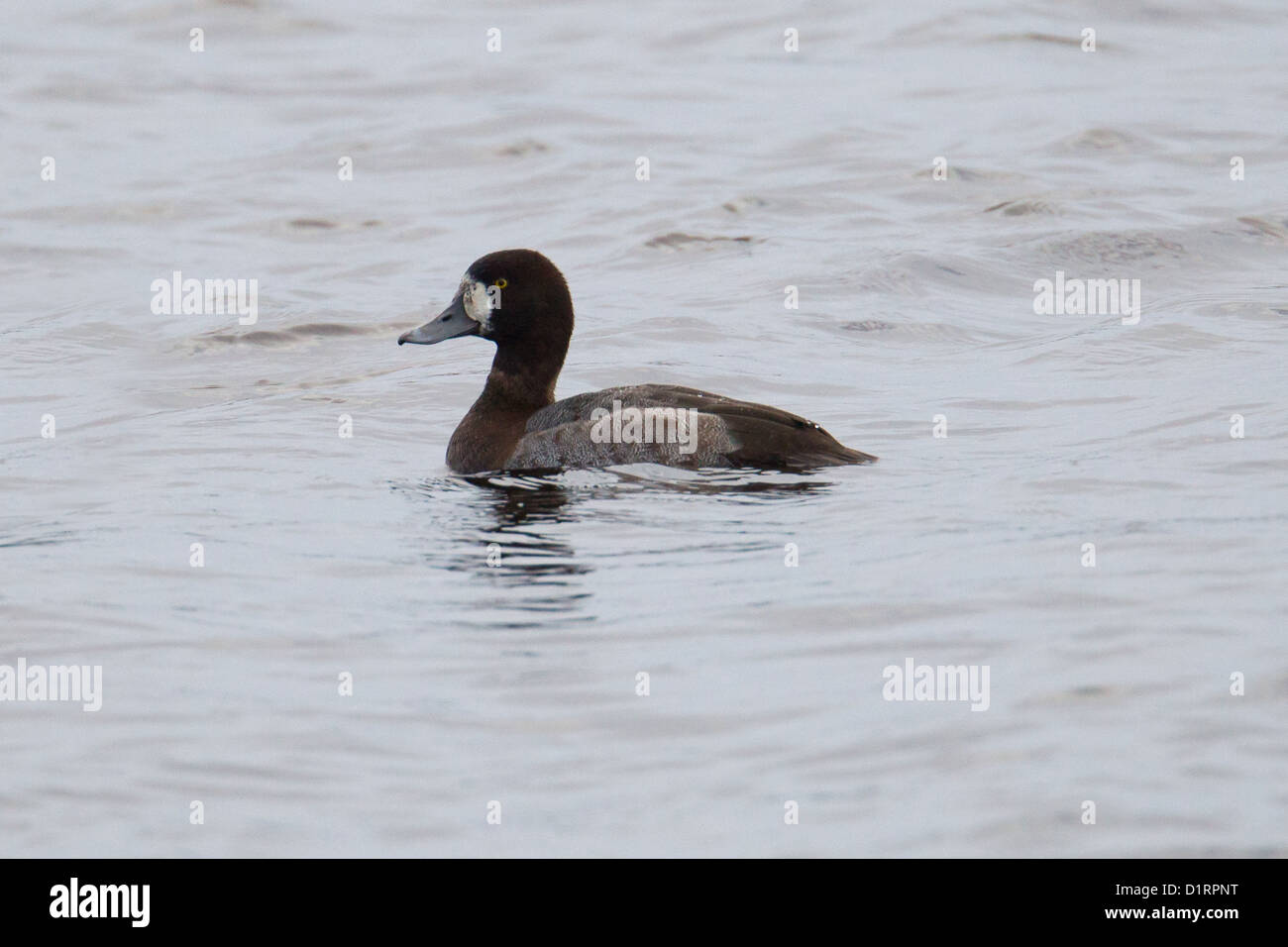 Female Greater Scaup High Resolution Stock Photography and Images - Alamy
