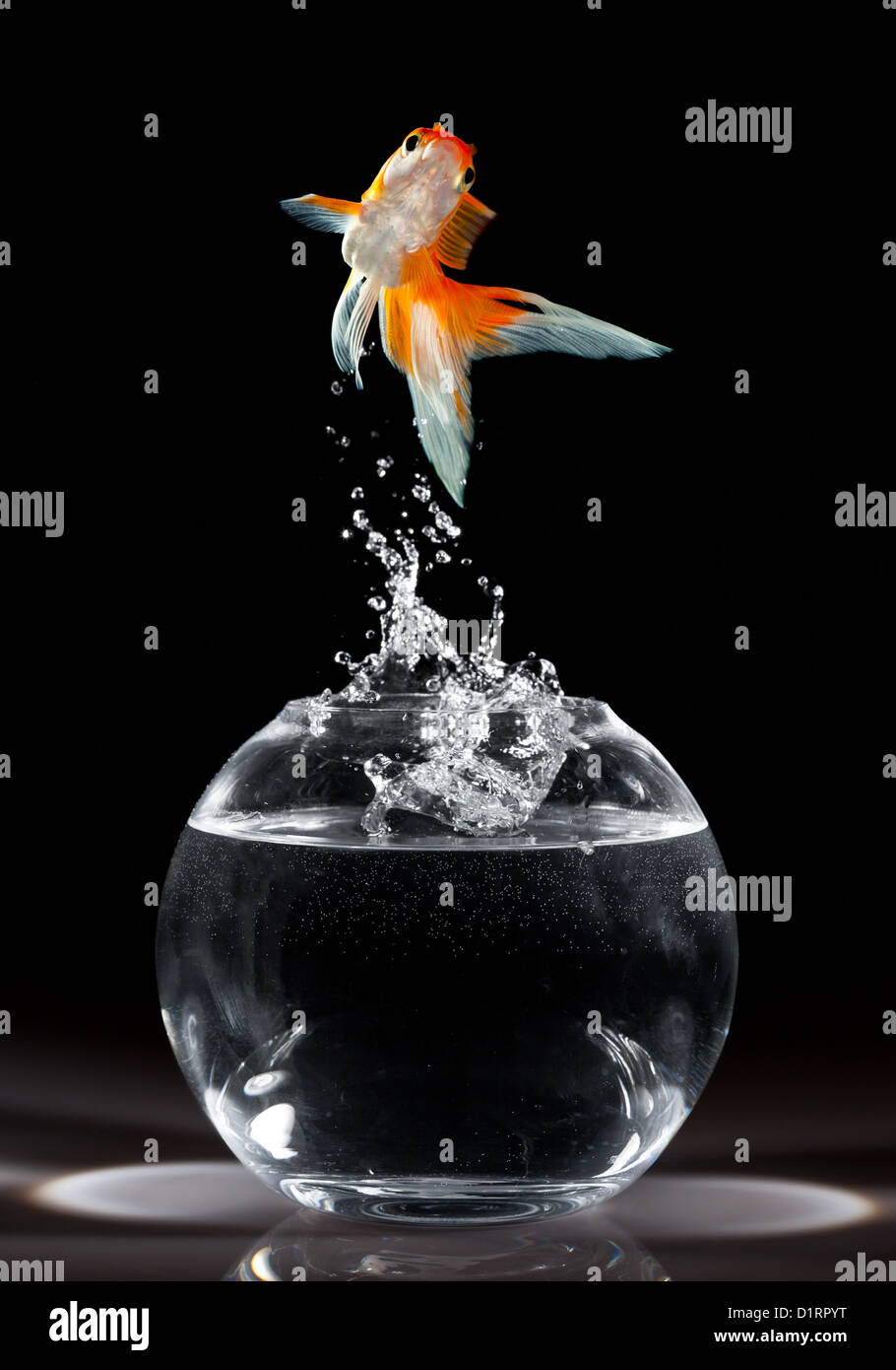 goldfish jumps upwards from an aquarium on a dark background Stock ...