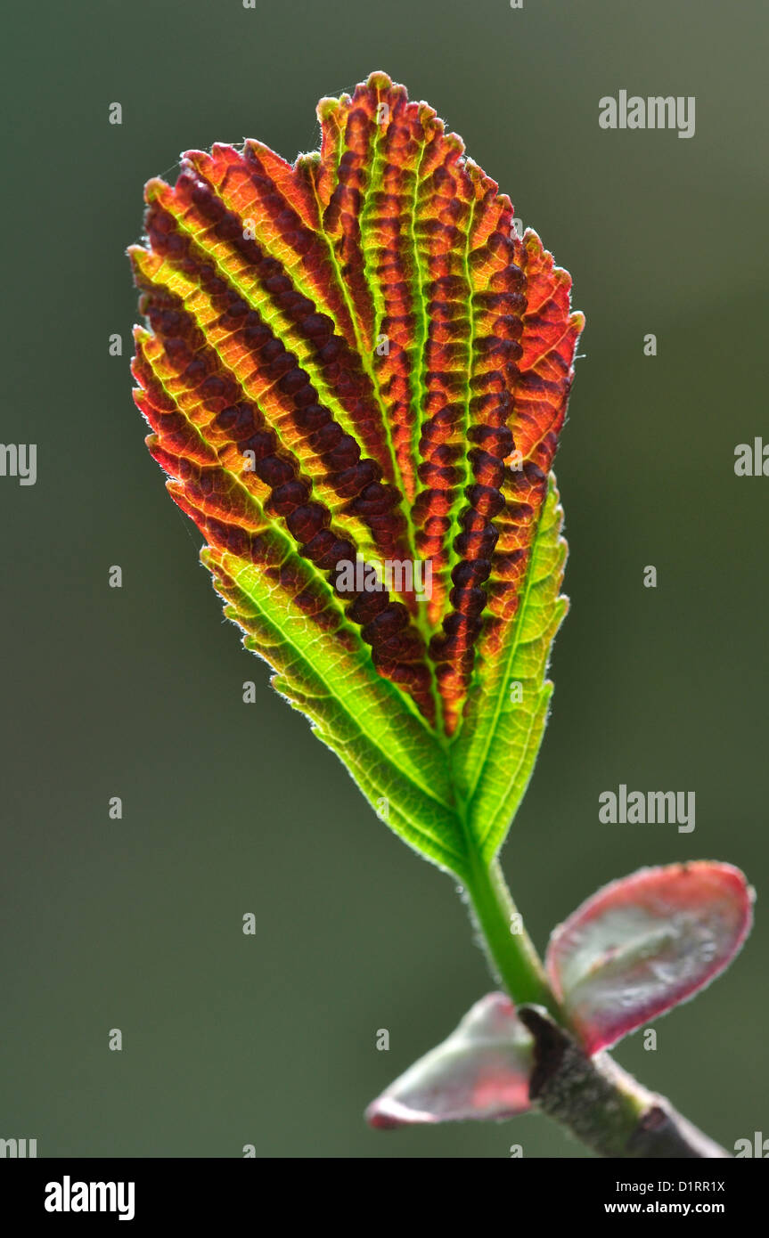 A fresh common alder leaf UK Stock Photo - Alamy
