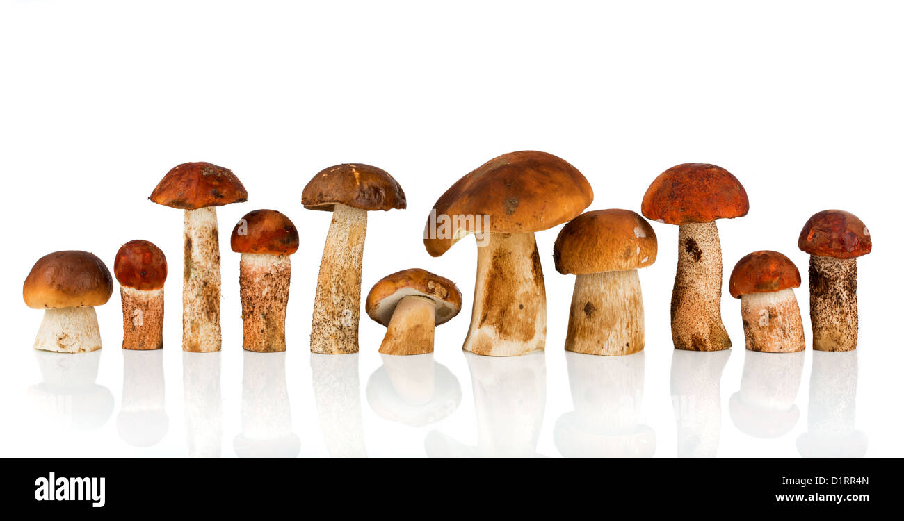 Orange-cap Boletus and porcini mushroom on a white background Stock ...