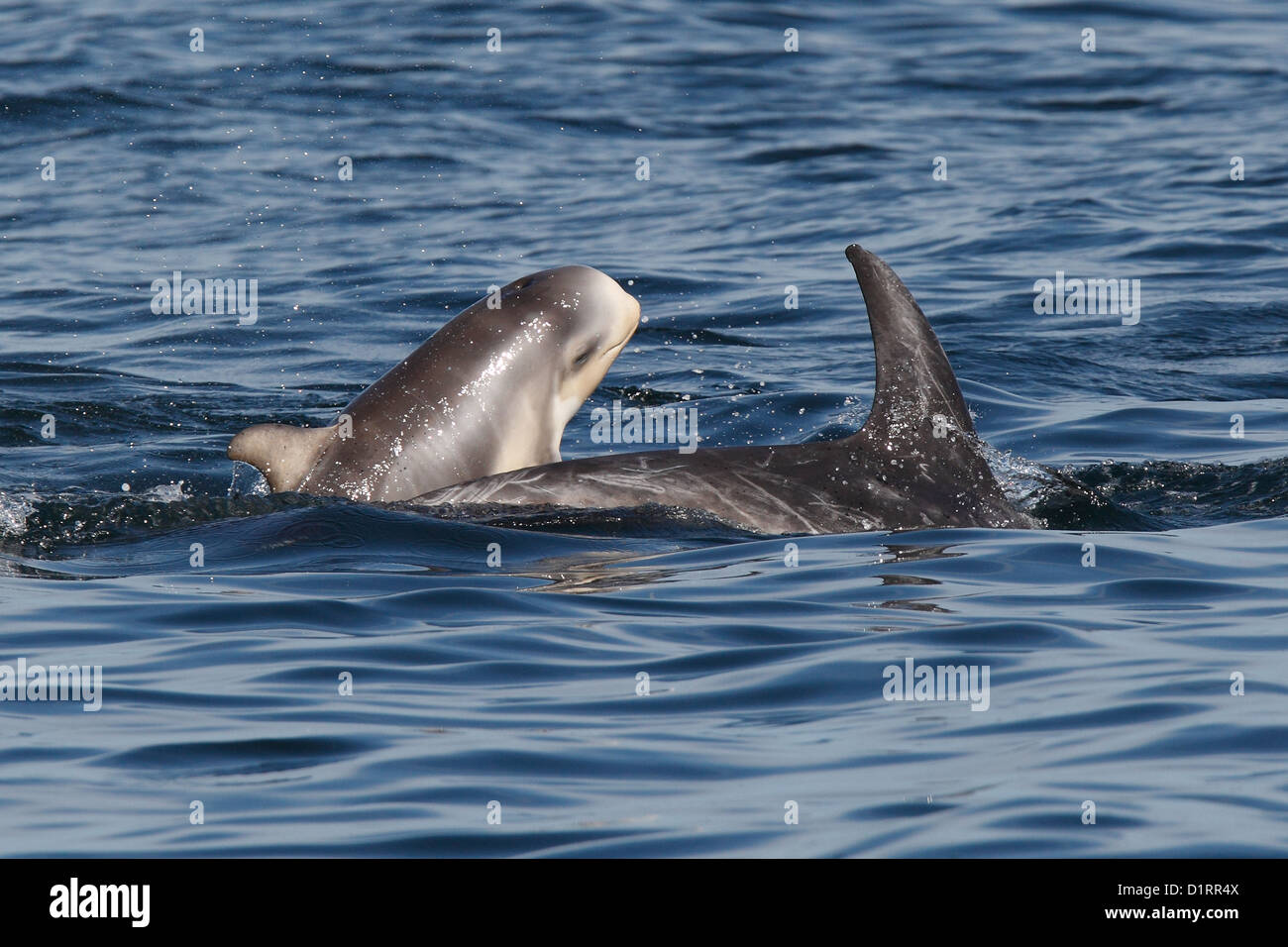 Rissos dolphin uk hi-res stock photography and images - Alamy