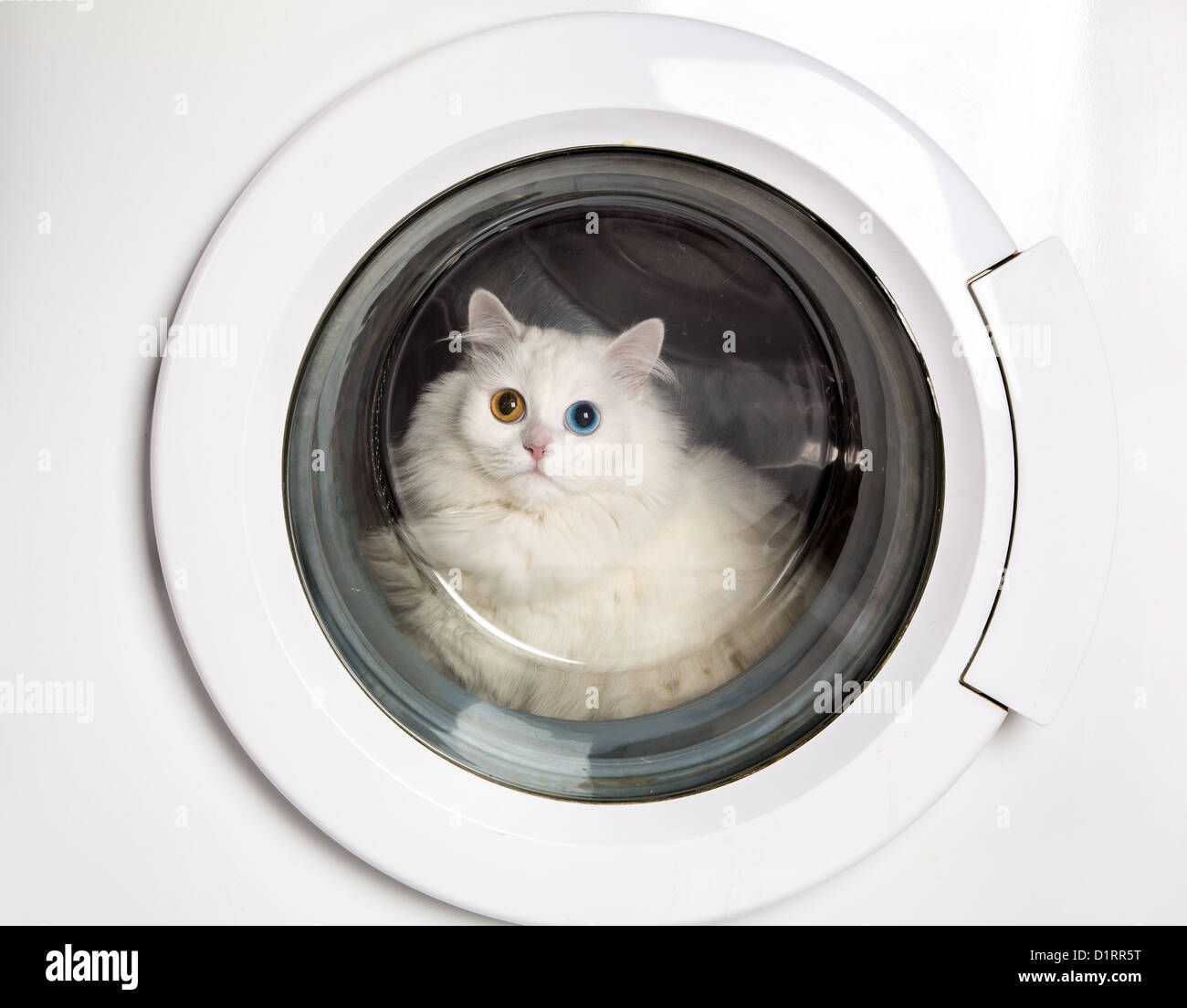 Cat washing machine hi-res stock photography and images - Alamy