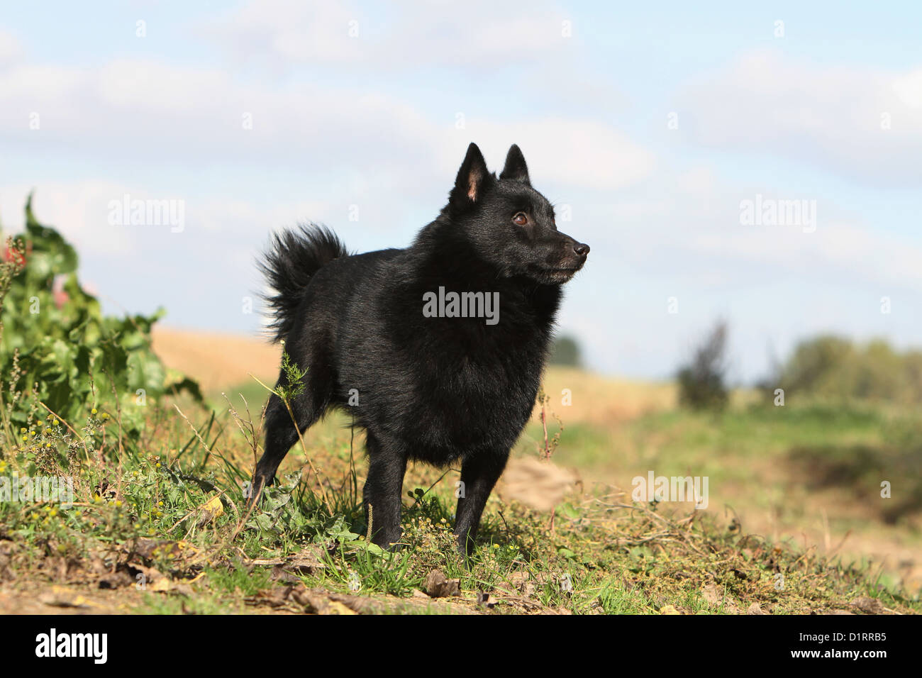 Schipperkes hi-res stock photography and images - Alamy