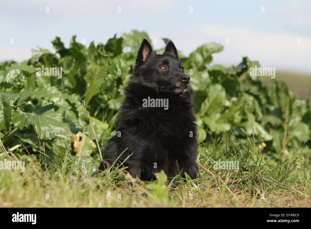 Schipperkes hi-res stock photography and images - Alamy