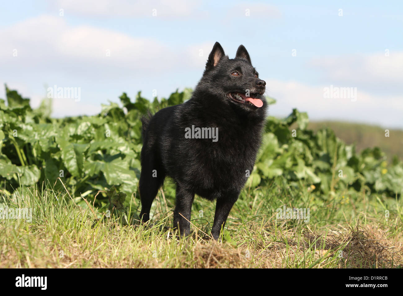 Dog Schipperke adult standing in afield Stock Photo - Alamy