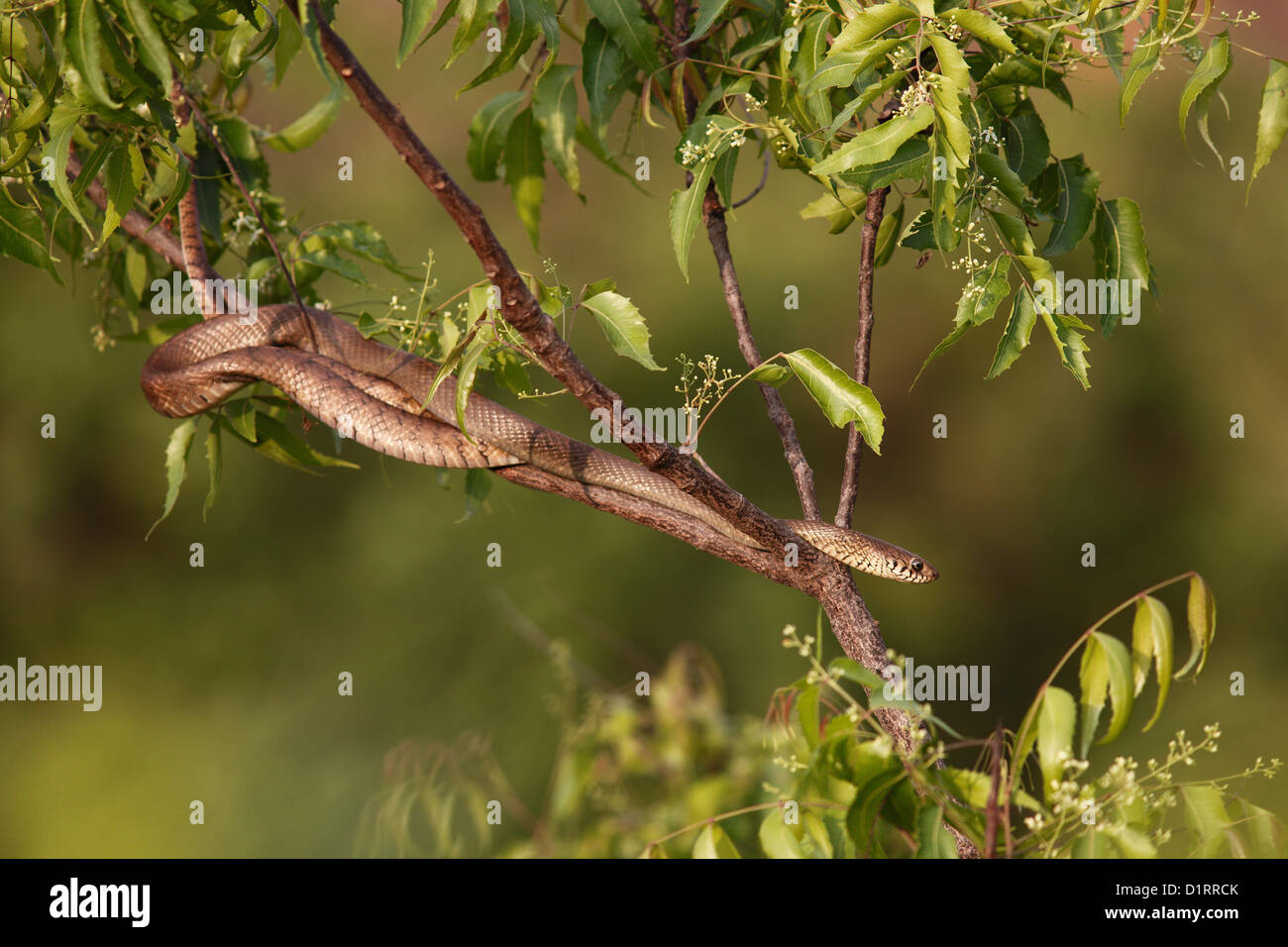 Indian Rat Snake (Ptyas Mucosa) rat snake snake on tree neem tree snake ...