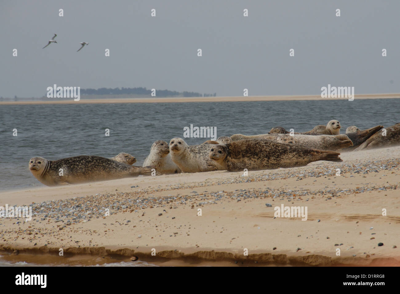 Common seals on a sandy beach UK Stock Photo - Alamy