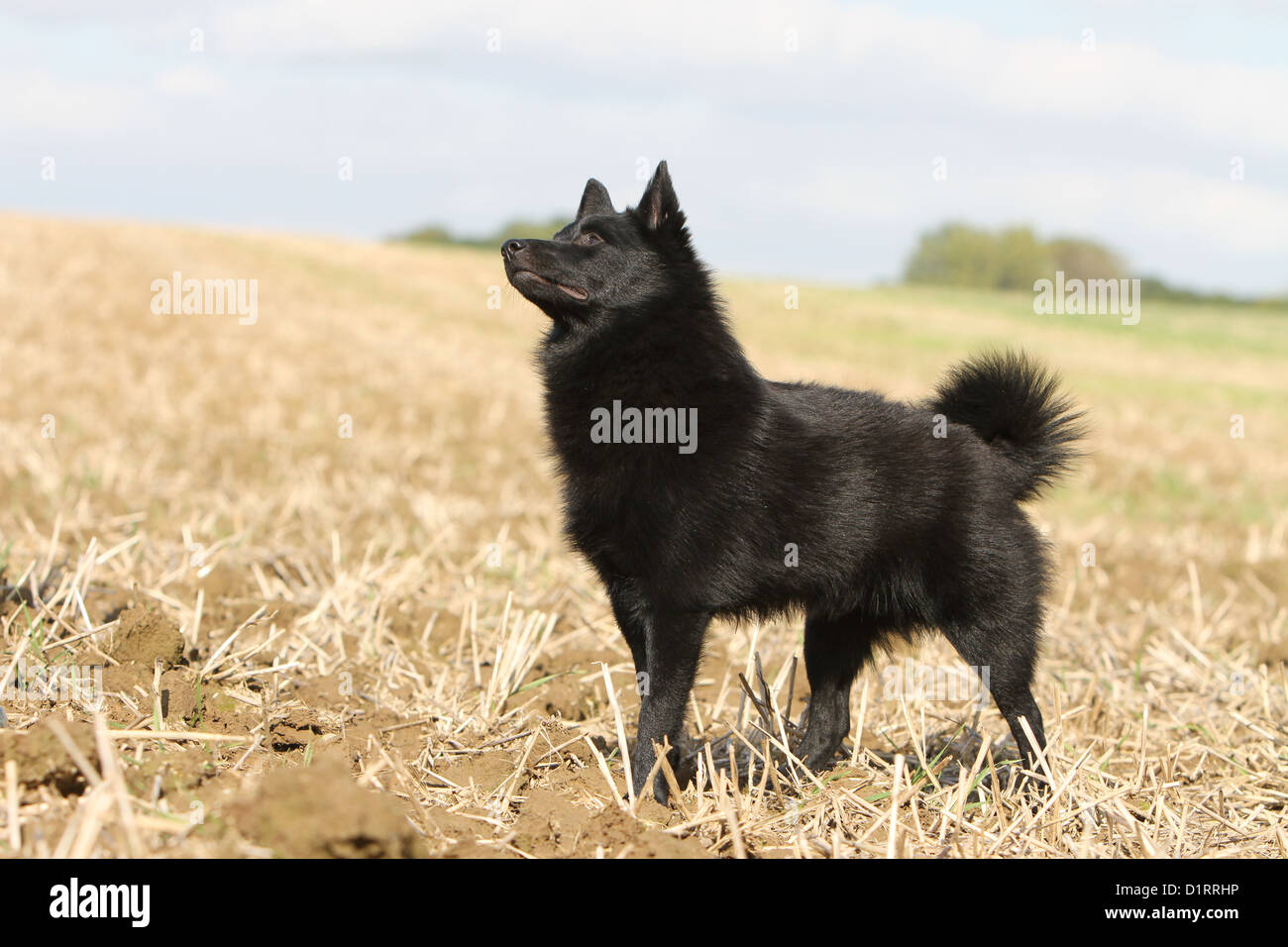 Schipperkes hi-res stock photography and images - Alamy