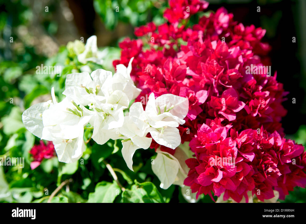 close up of red and white natural flowers Stock Photo - Alamy