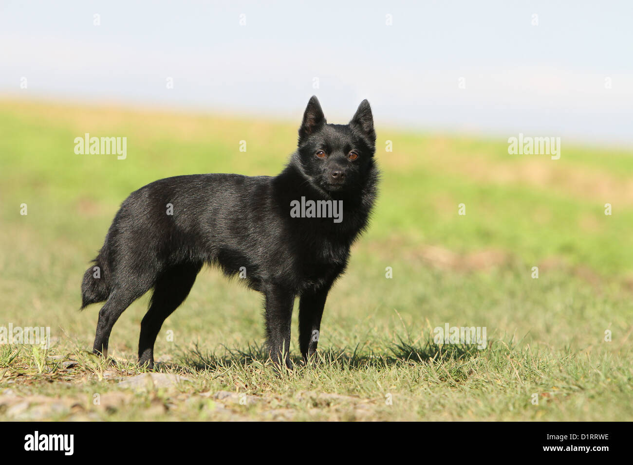 Schipperkes hi-res stock photography and images - Alamy