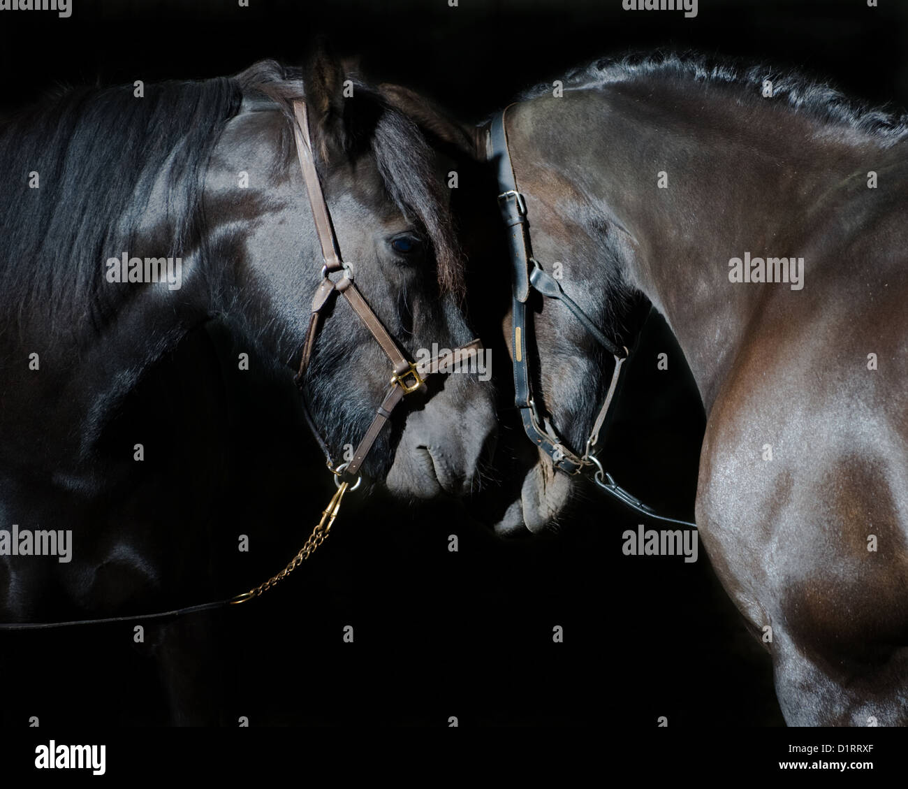 A Real Two Headed Horse