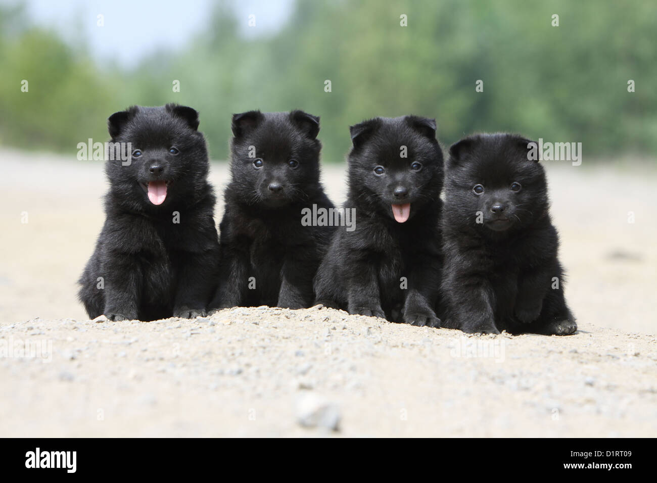 Quatre miniature hi-res stock photography and images - Alamy