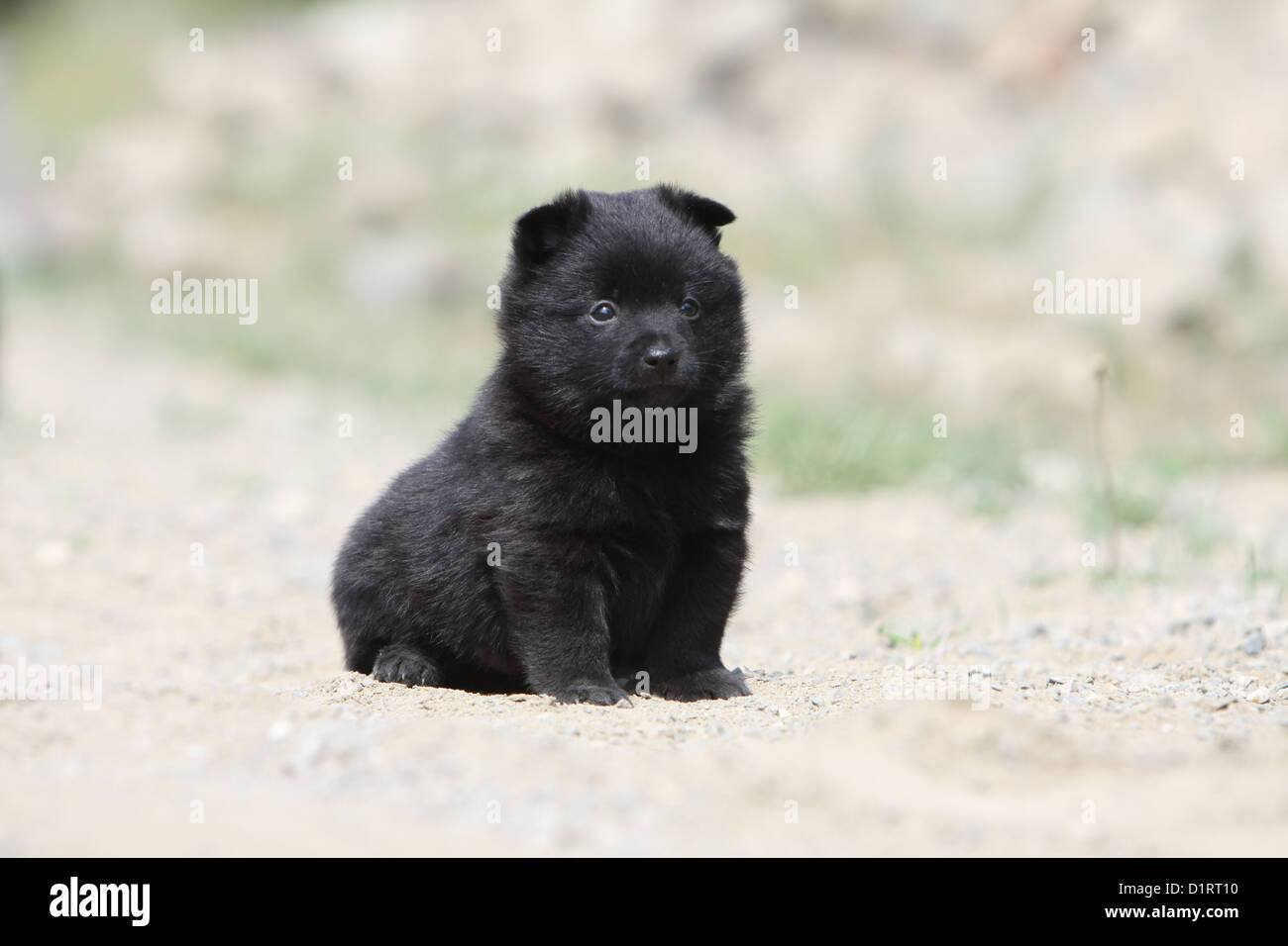 Dog Schipperke puppy sitting in a meadow Stock Photo - Alamy