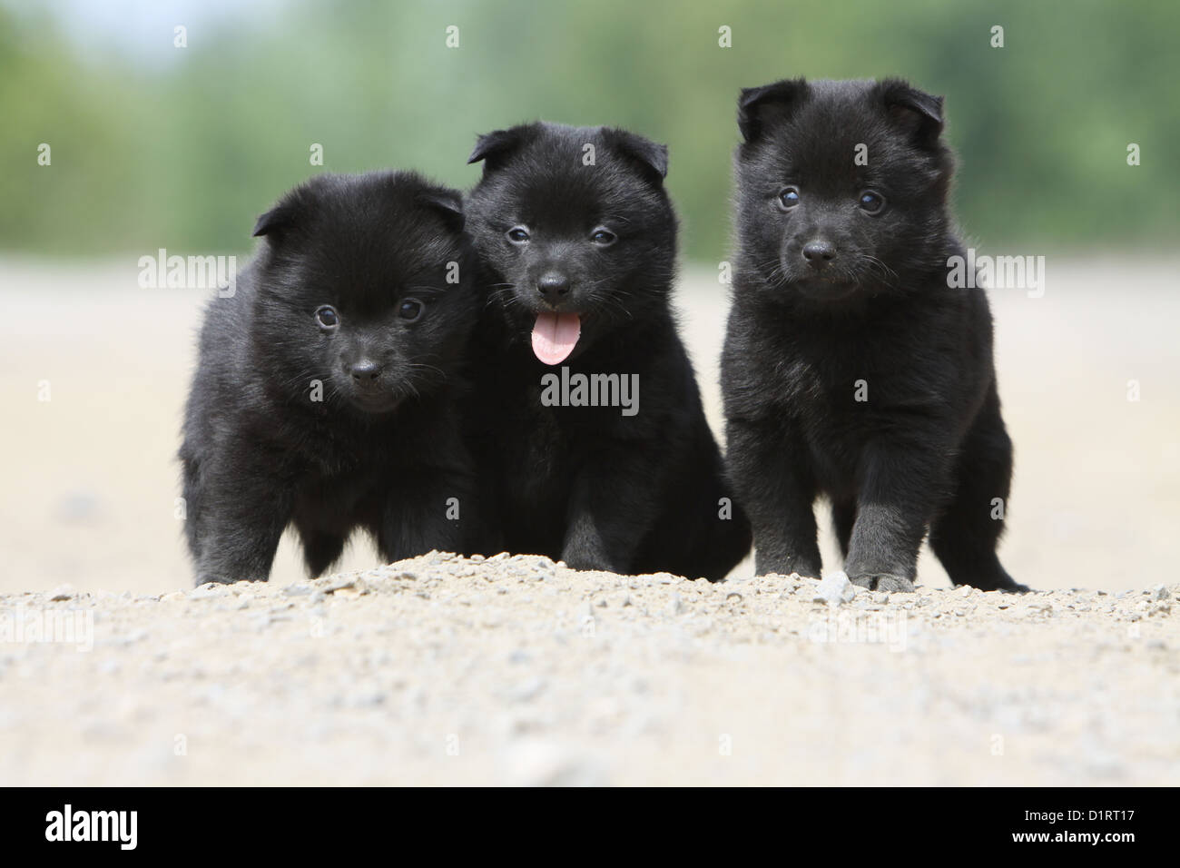 Three puppies hi-res stock photography and images - Alamy