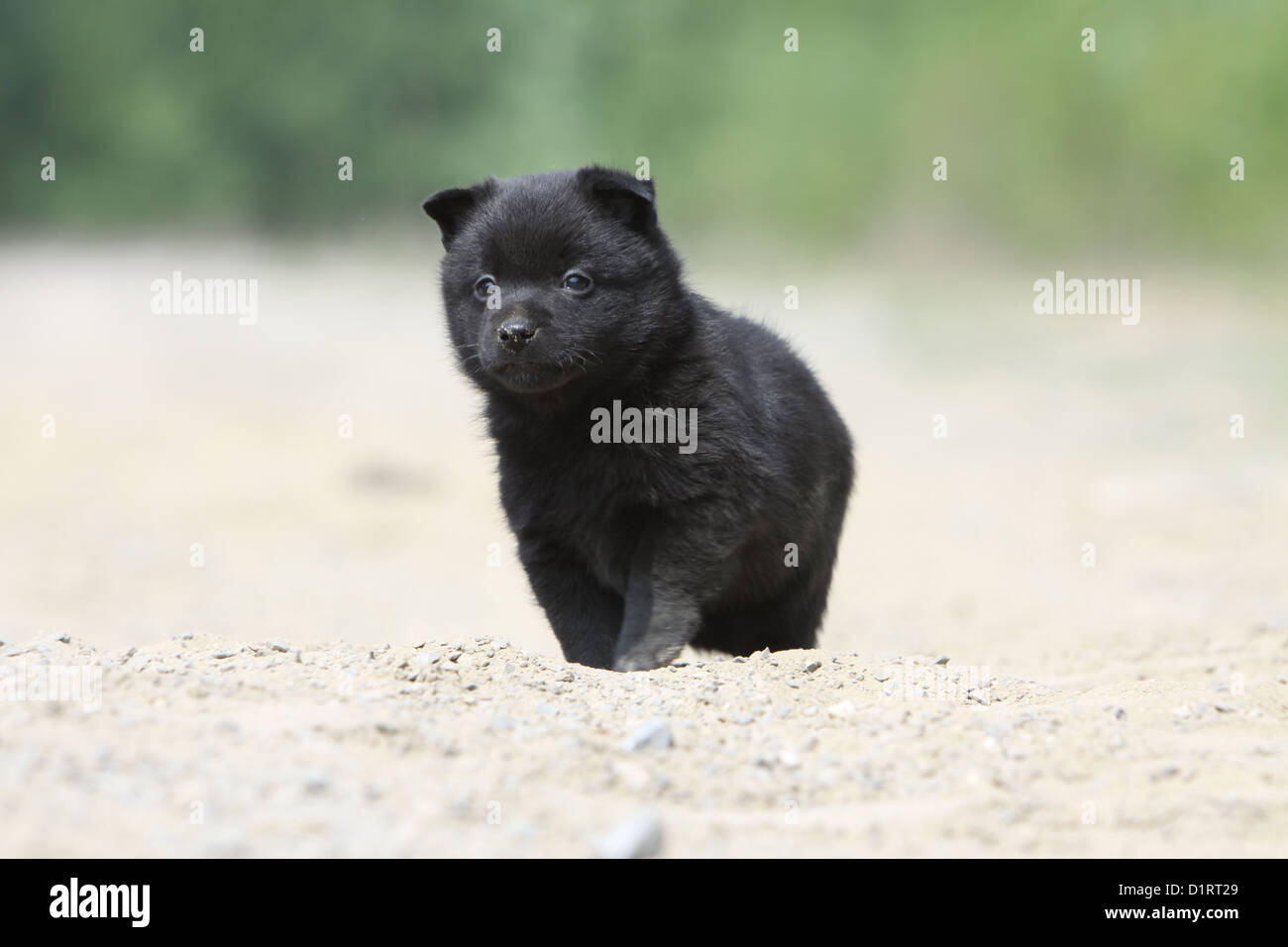 Cachorro De Schipperke Schipperke Pups Te Koop Uw Dierenwinkel In