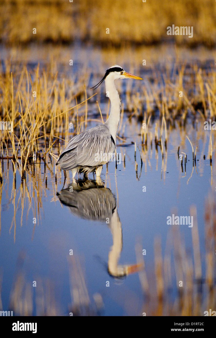 A heron wading in water with its reflection UK Stock Photo - Alamy