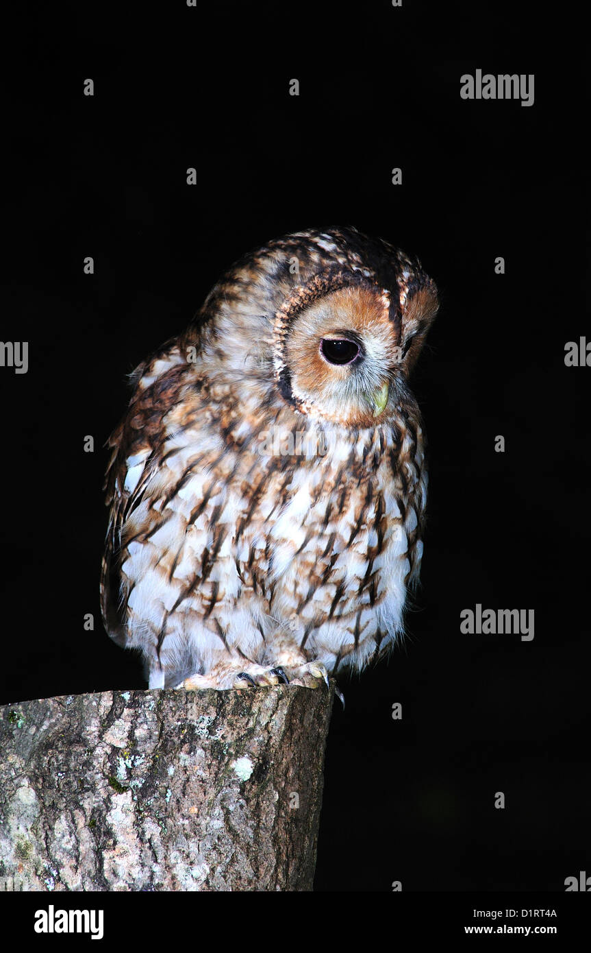 tawny owl strix aluco Stock Photo - Alamy
