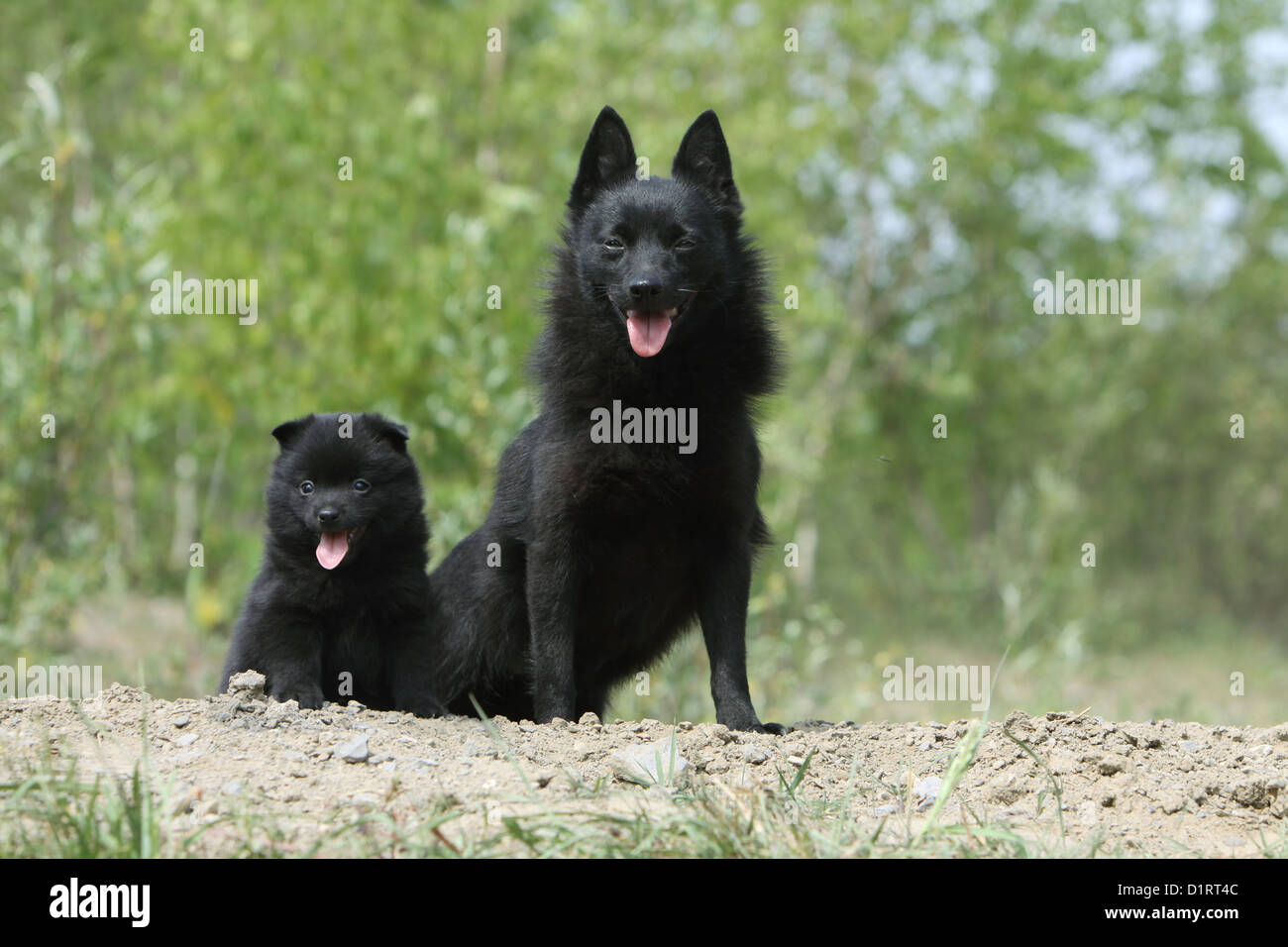 Dog Schipperke adult and puppy sitting Stock Photo - Alamy