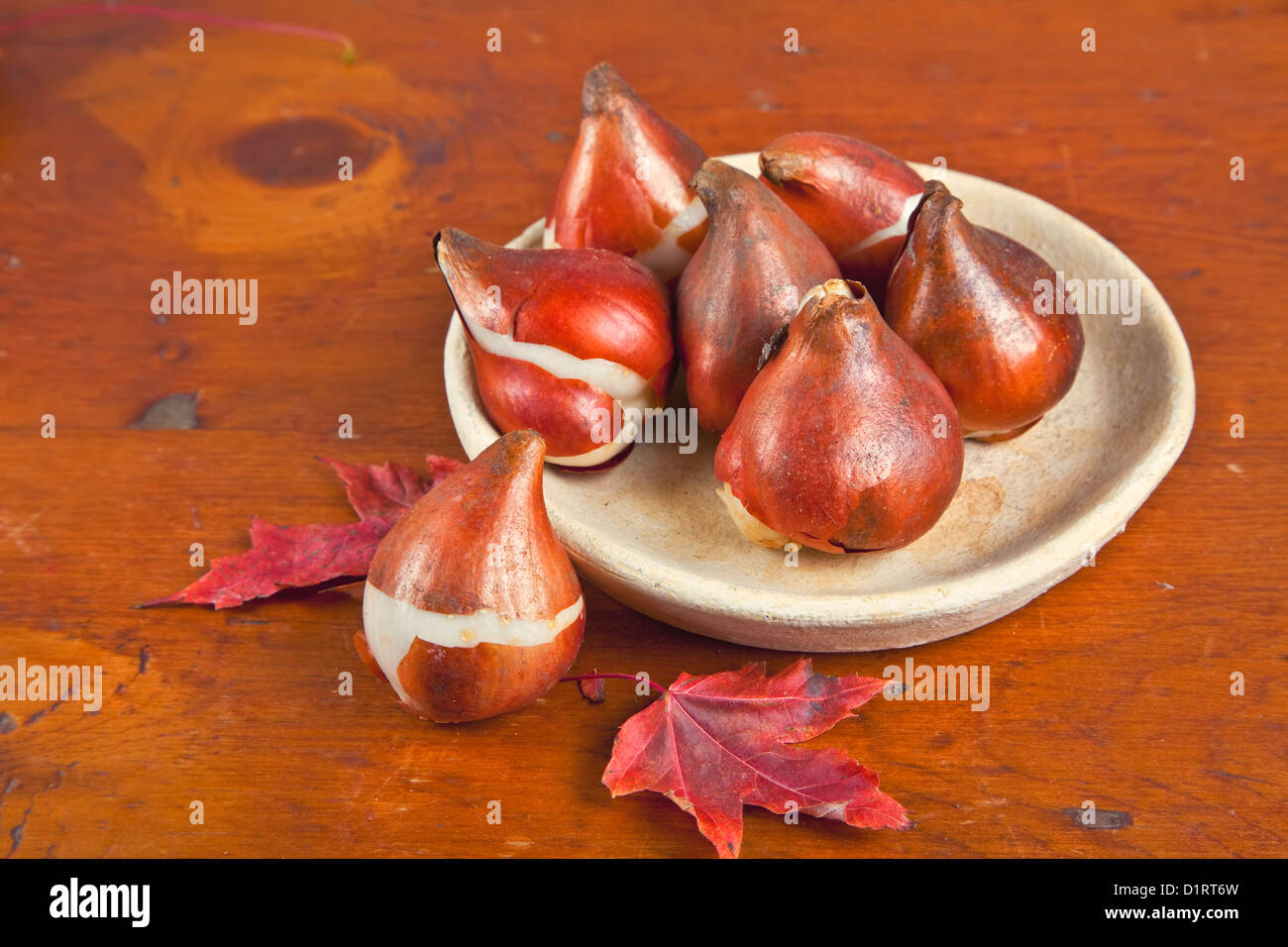 Tulip bulb hi-res stock photography and images - Alamy