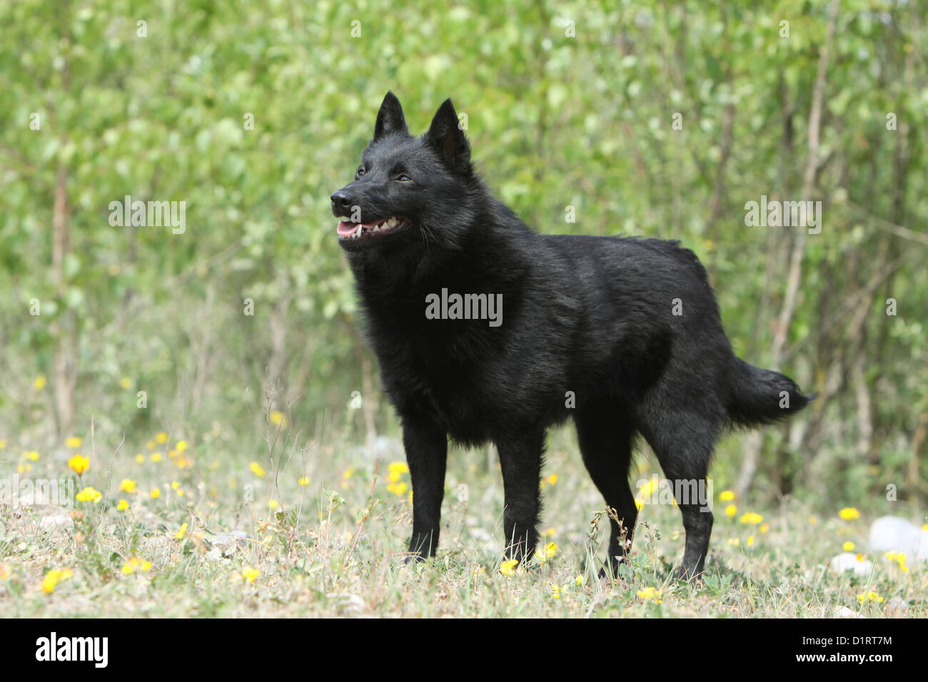 Dog Schipperke adult standard profile Stock Photo - Alamy