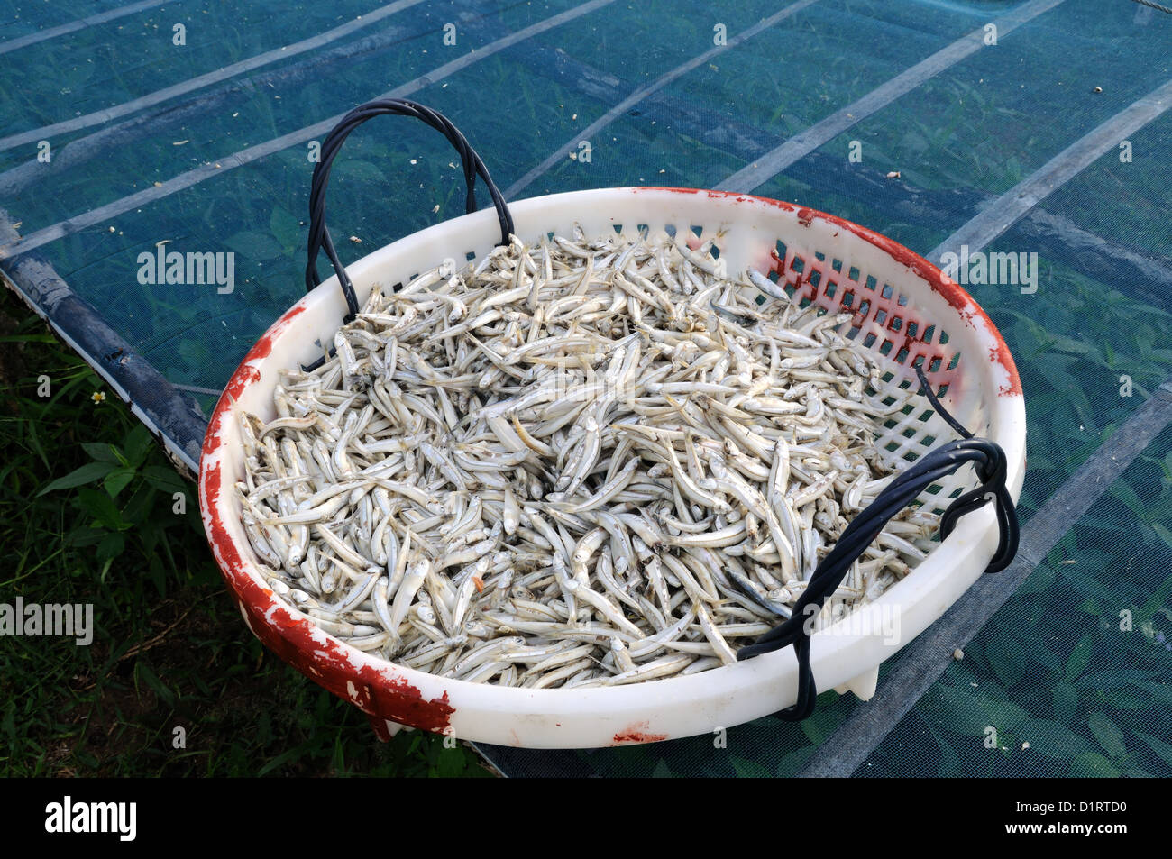 Thailand small fish hi-res stock photography and images - Alamy