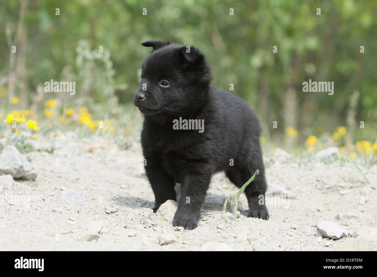 Cachorro De Schipperke Schipperke Pups Te Koop Uw Dierenwinkel In