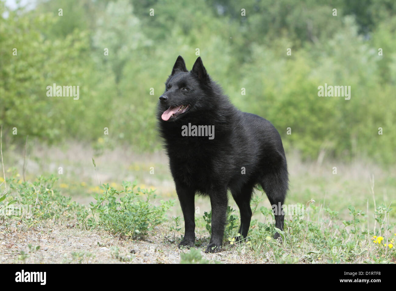 Schipperkes hi-res stock photography and images - Alamy