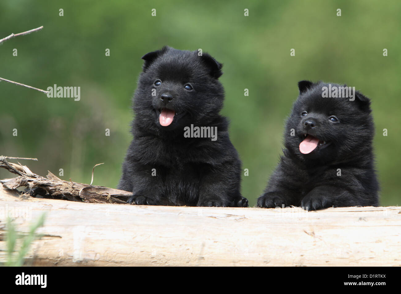 Cachorro De Schipperke Schipperke Pups Te Koop Uw Dierenwinkel In