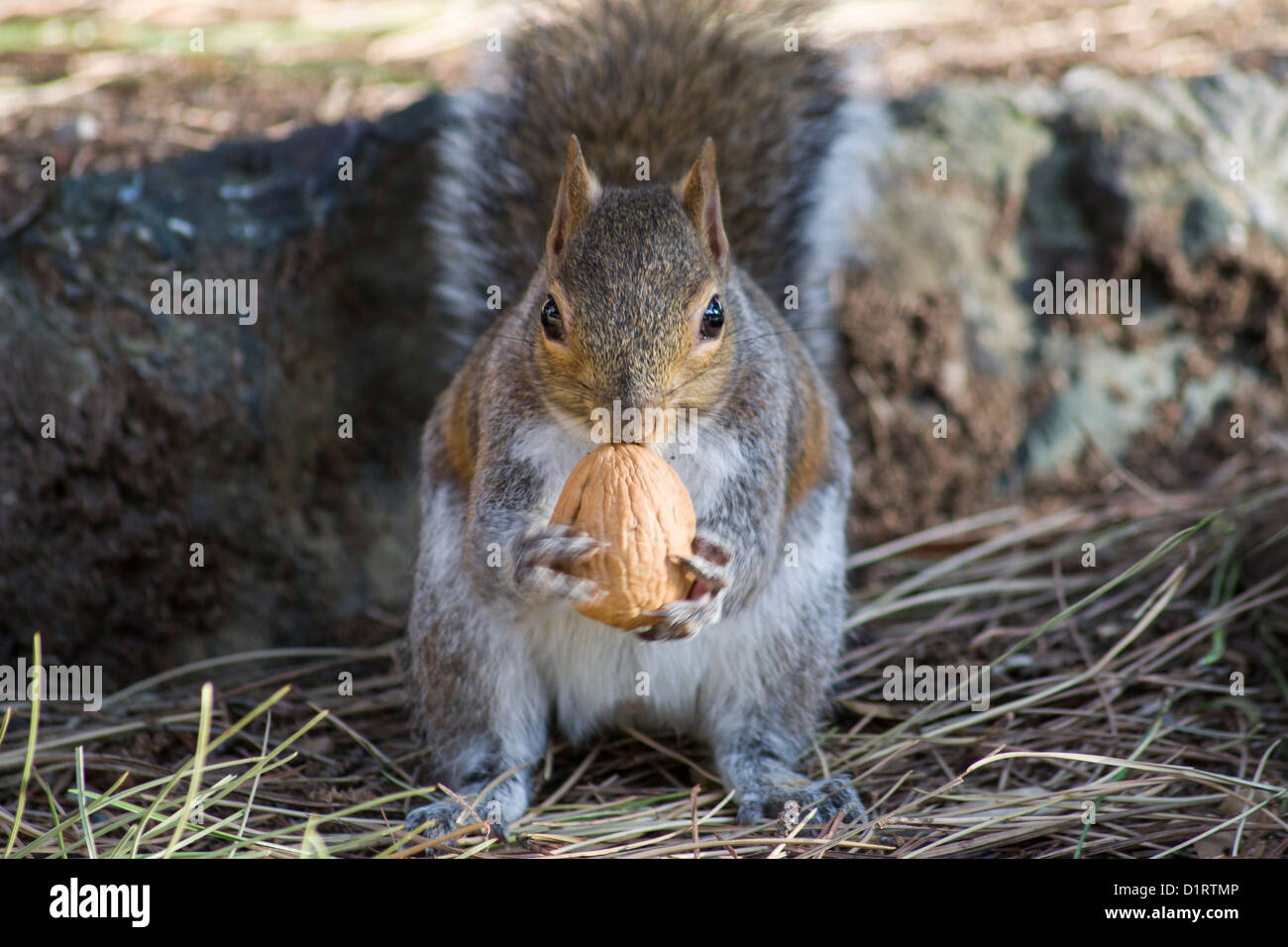 squirrel holding a walnut with paws Stock Photo - Alamy