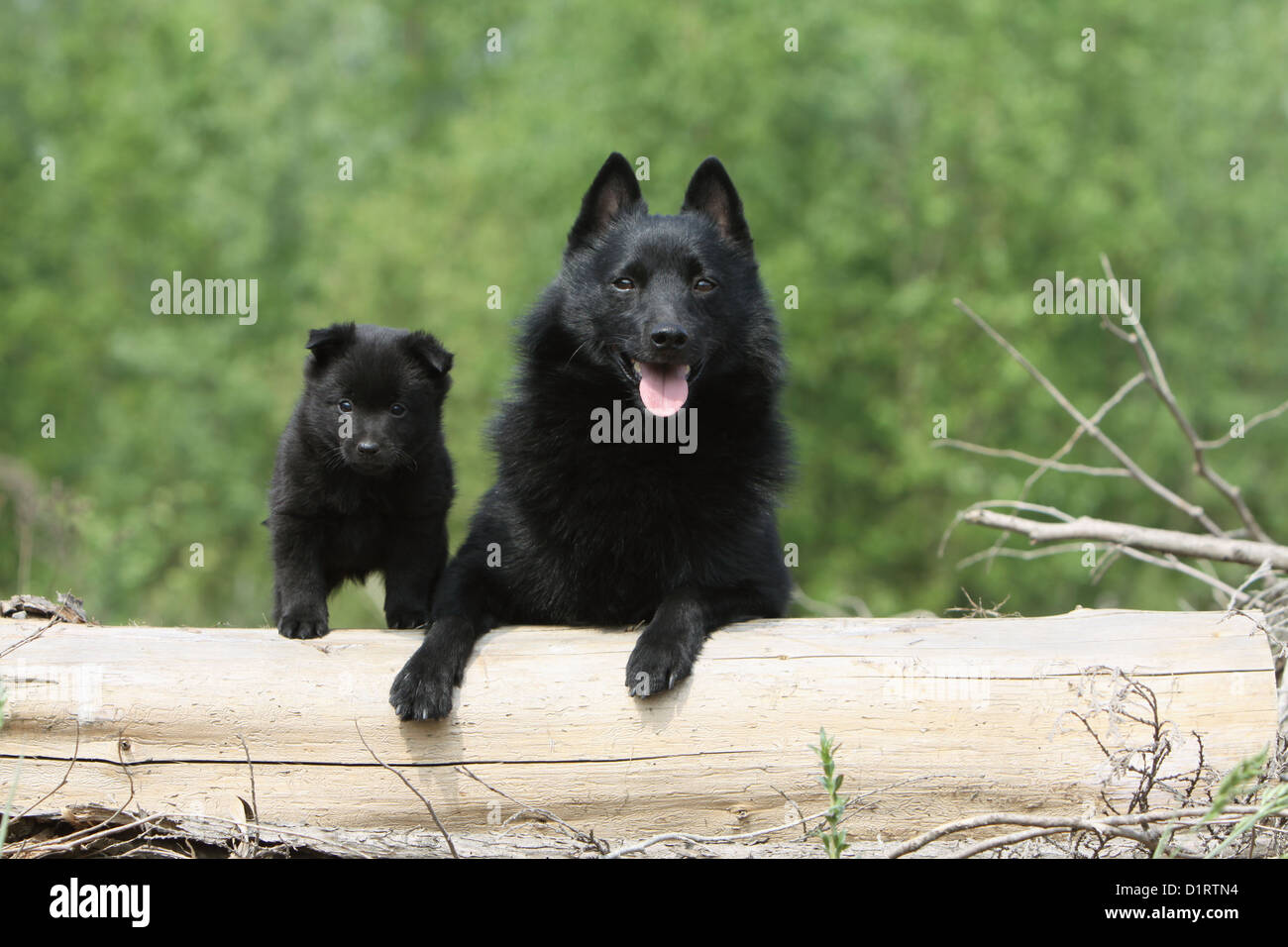 Dog Schipperke adult and puppy on a wood Stock Photo - Alamy