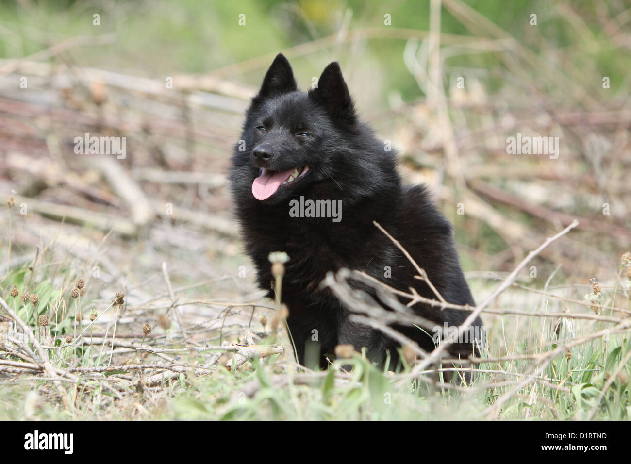 Dog Schipperke adult sitting on a meadow Stock Photo - Alamy