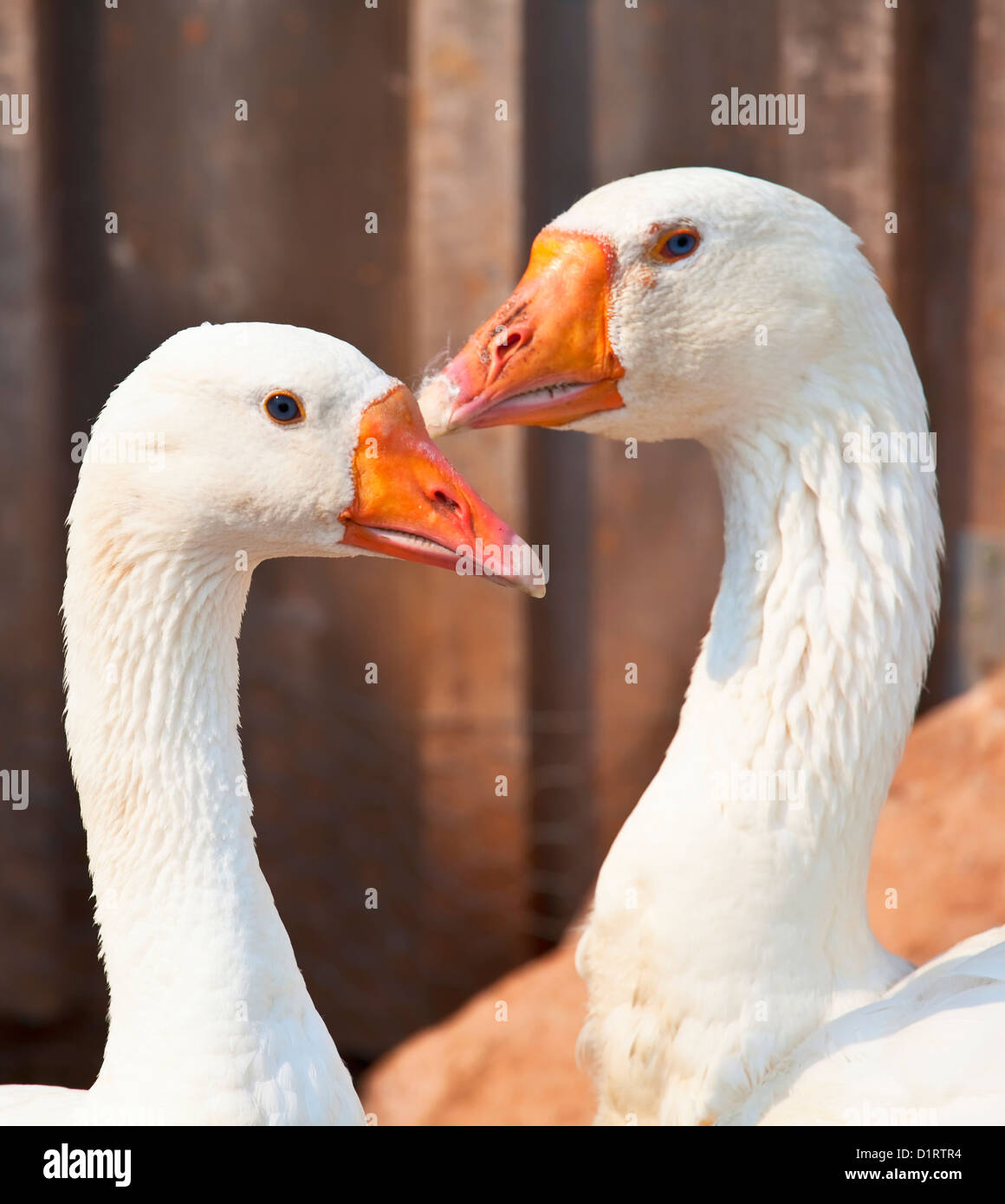Free range domestic Embden Geese on an organic farm Stock Photo - Alamy