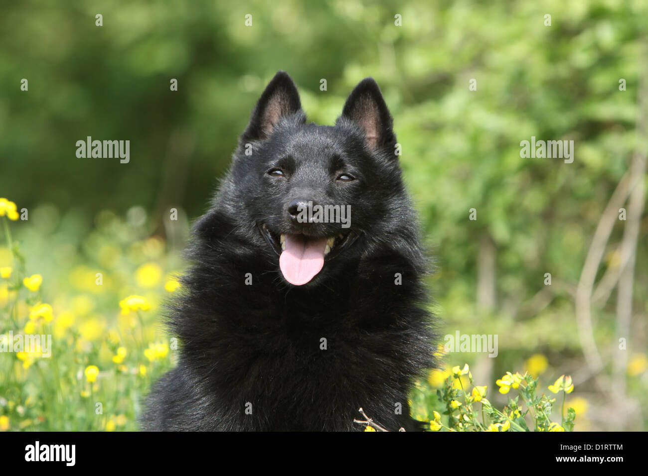 Schipperkes hi-res stock photography and images - Alamy