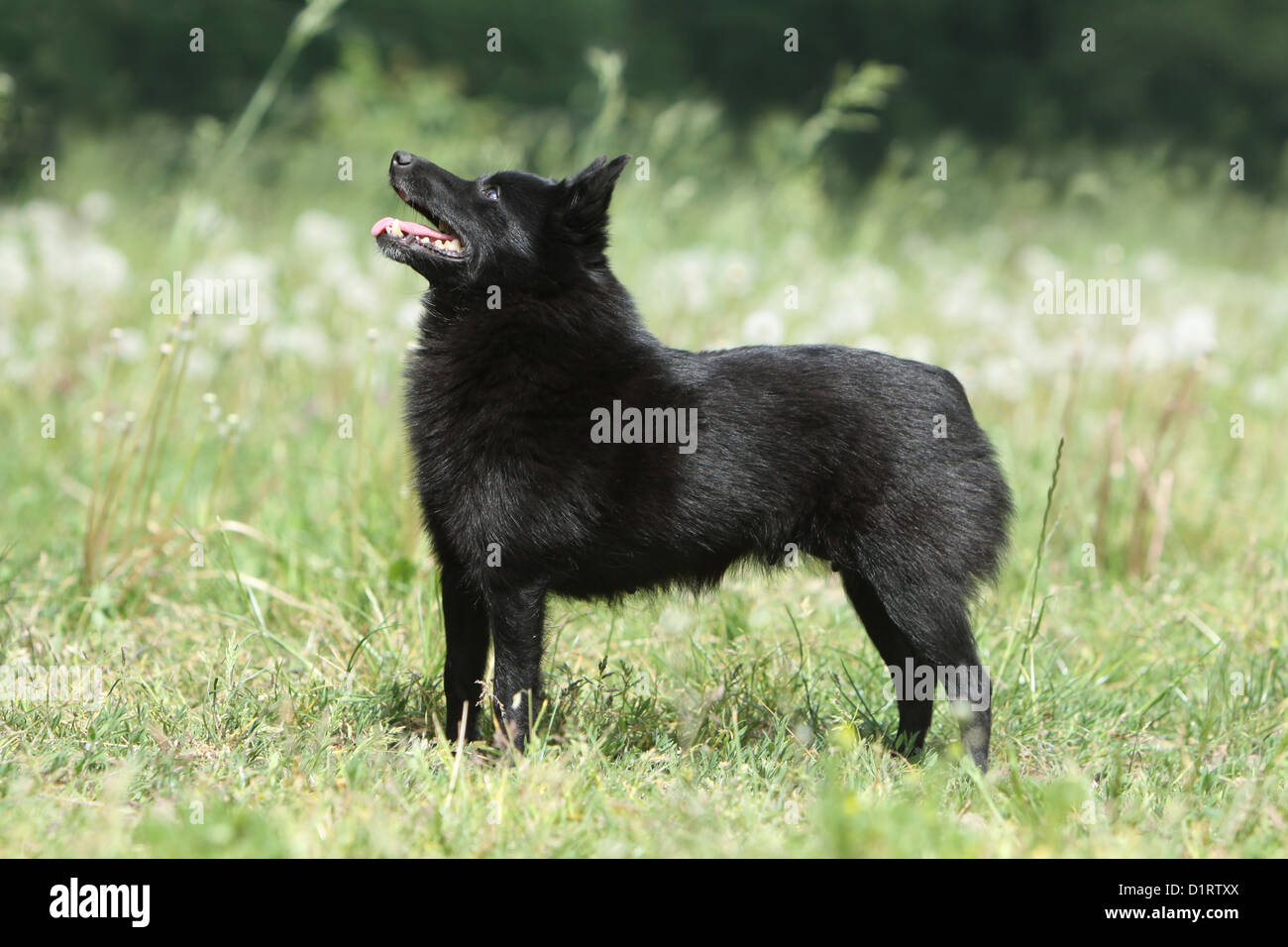 Schipperkes hi-res stock photography and images - Alamy
