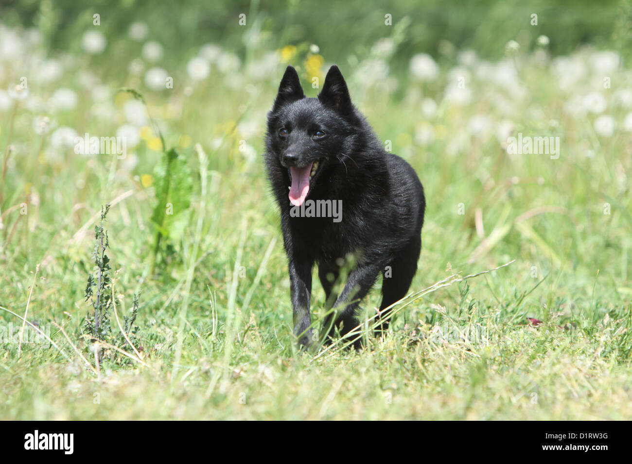Dog Schipperke adult standing in a meadow Stock Photo - Alamy