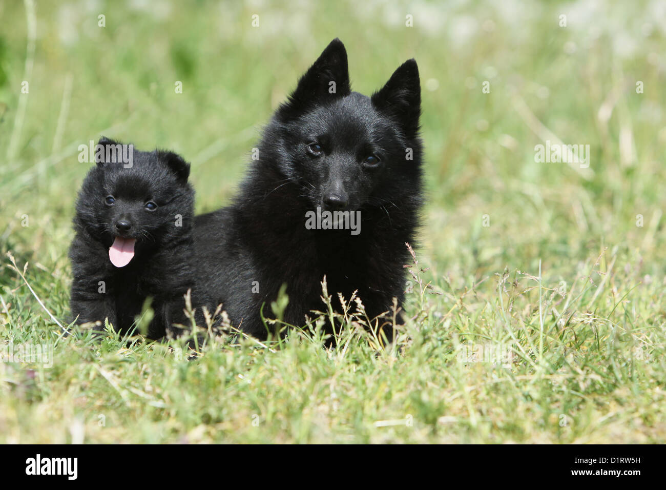 Dog Schipperke adult and puppy lying in a meadow Stock Photo - Alamy