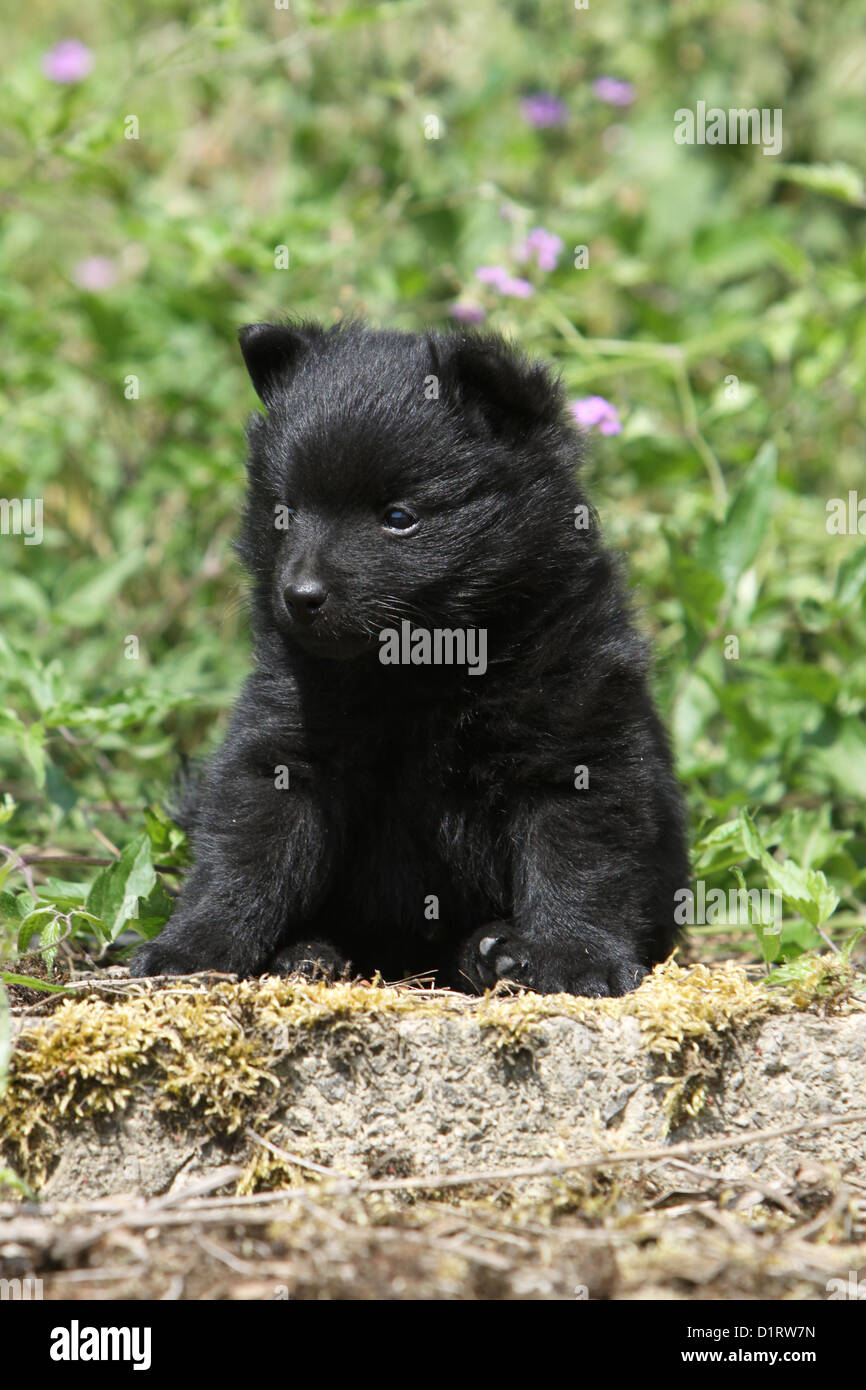 Puppy on rock hi-res stock photography and images - Alamy