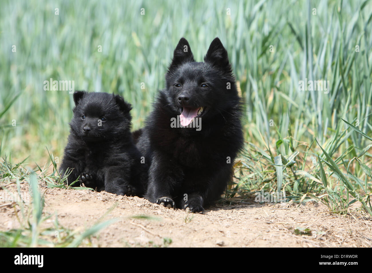 Dog Schipperke adult and puppy lying in a field Stock Photo - Alamy