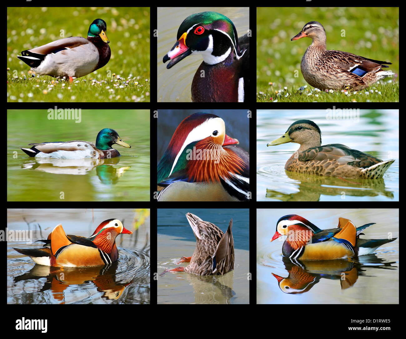 Nine photos mosaic of ducks Stock Photo - Alamy