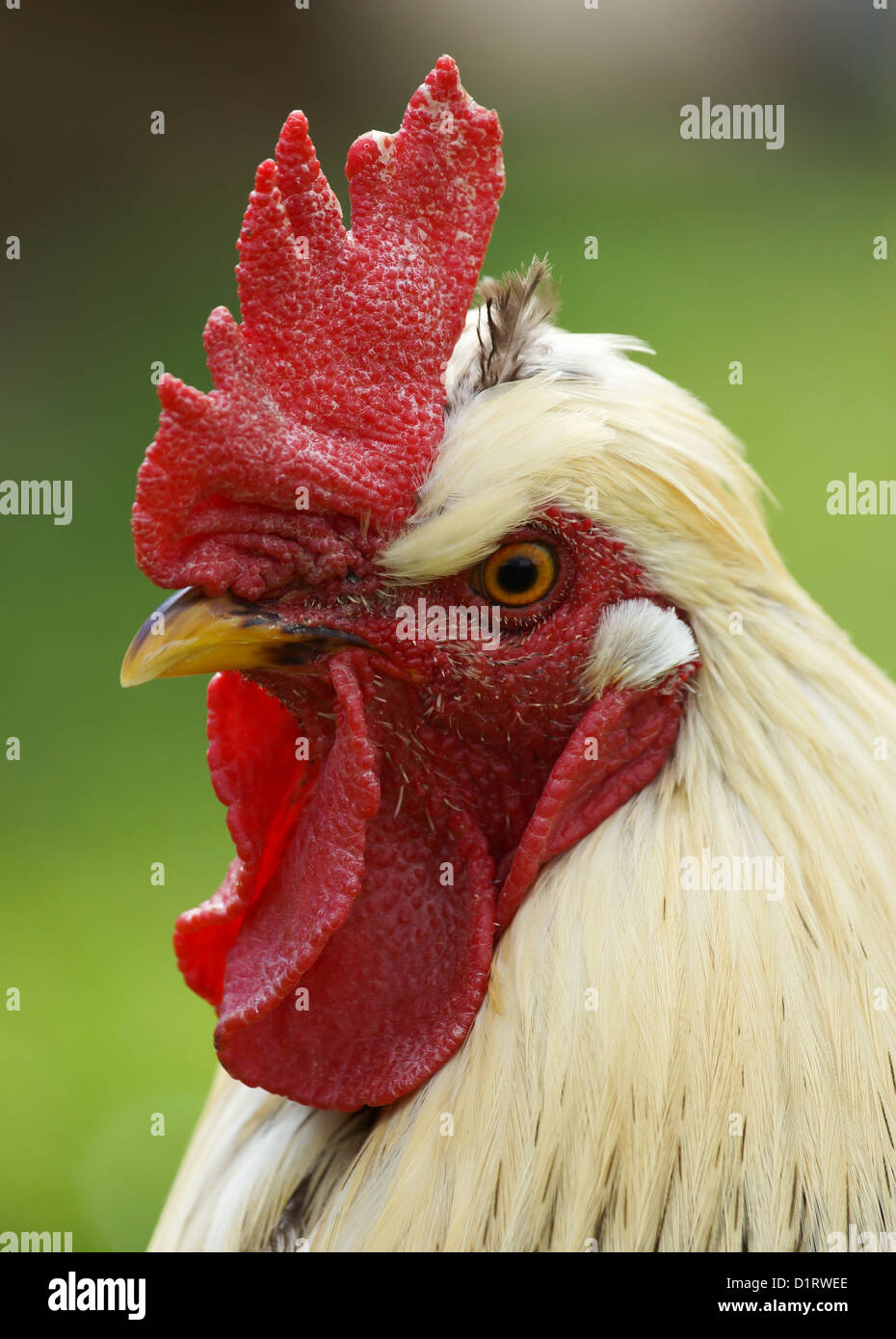 Profile Of a Cockerel / Rooster Stock Photo - Alamy