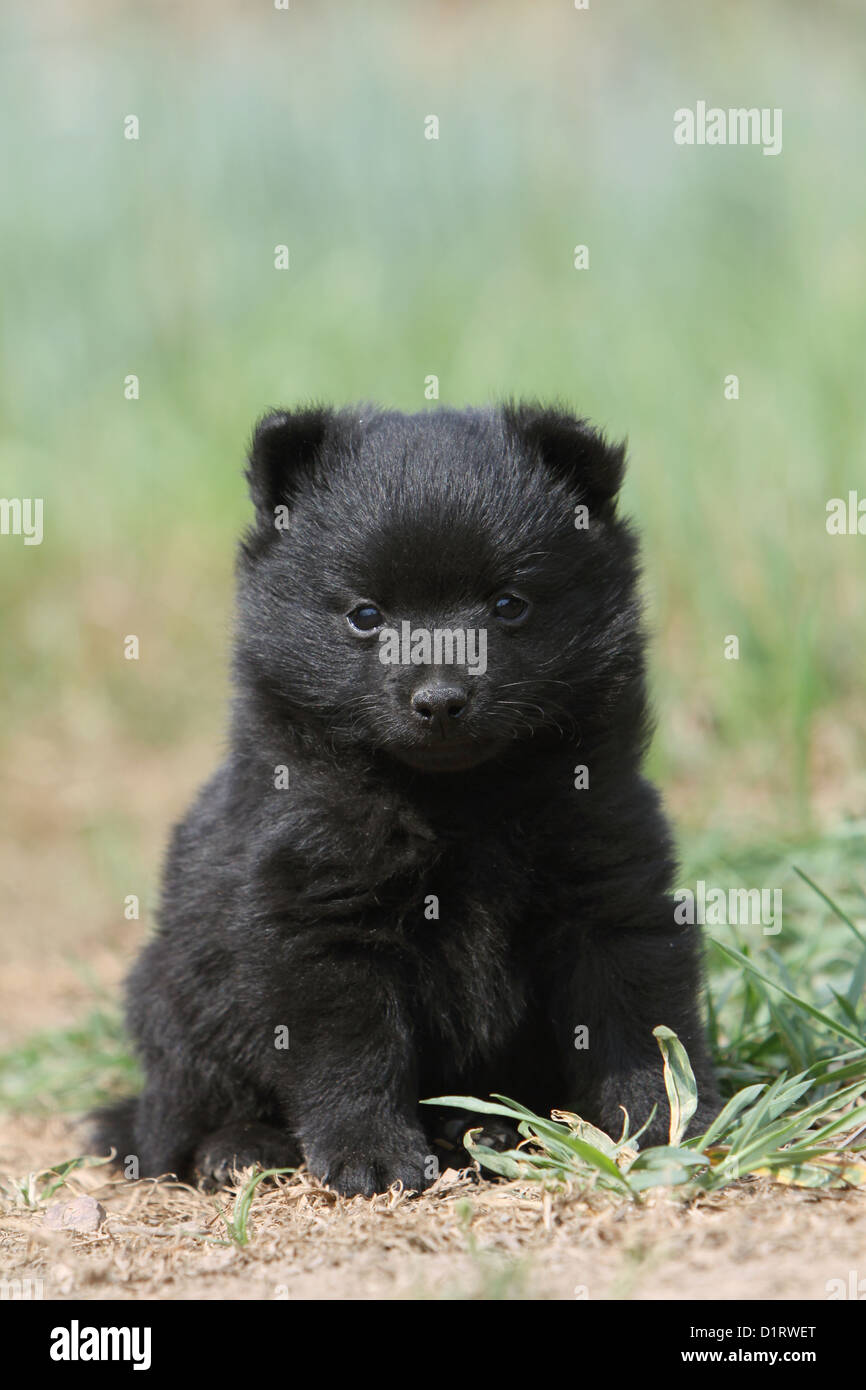 Dog Schipperke puppy sitting in a meadow Stock Photo - Alamy