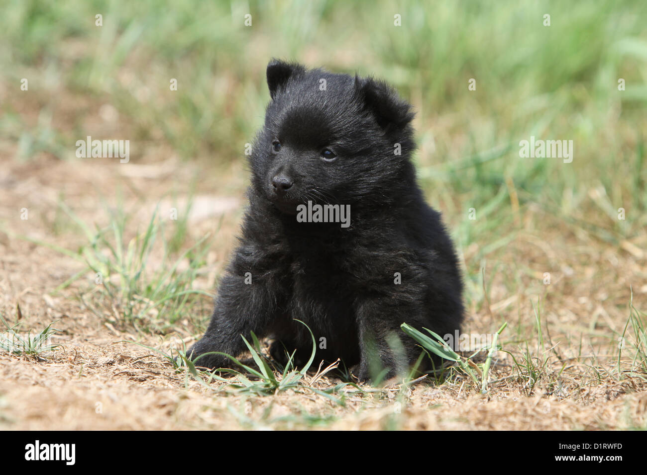 Dog Schipperke puppy sitting in a meadow Stock Photo - Alamy