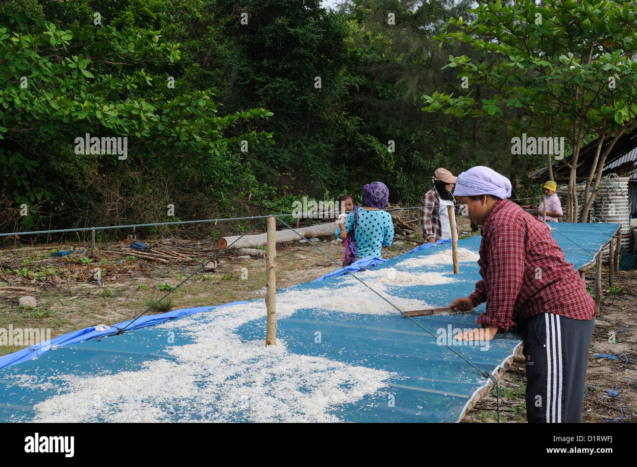 Thai women drying small fish in the sun Ko Yao Yai Island Thailand ...