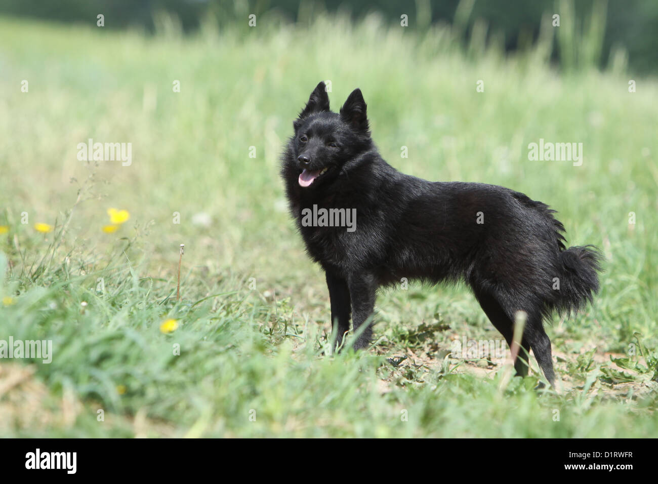 Schipperkes hi-res stock photography and images - Alamy