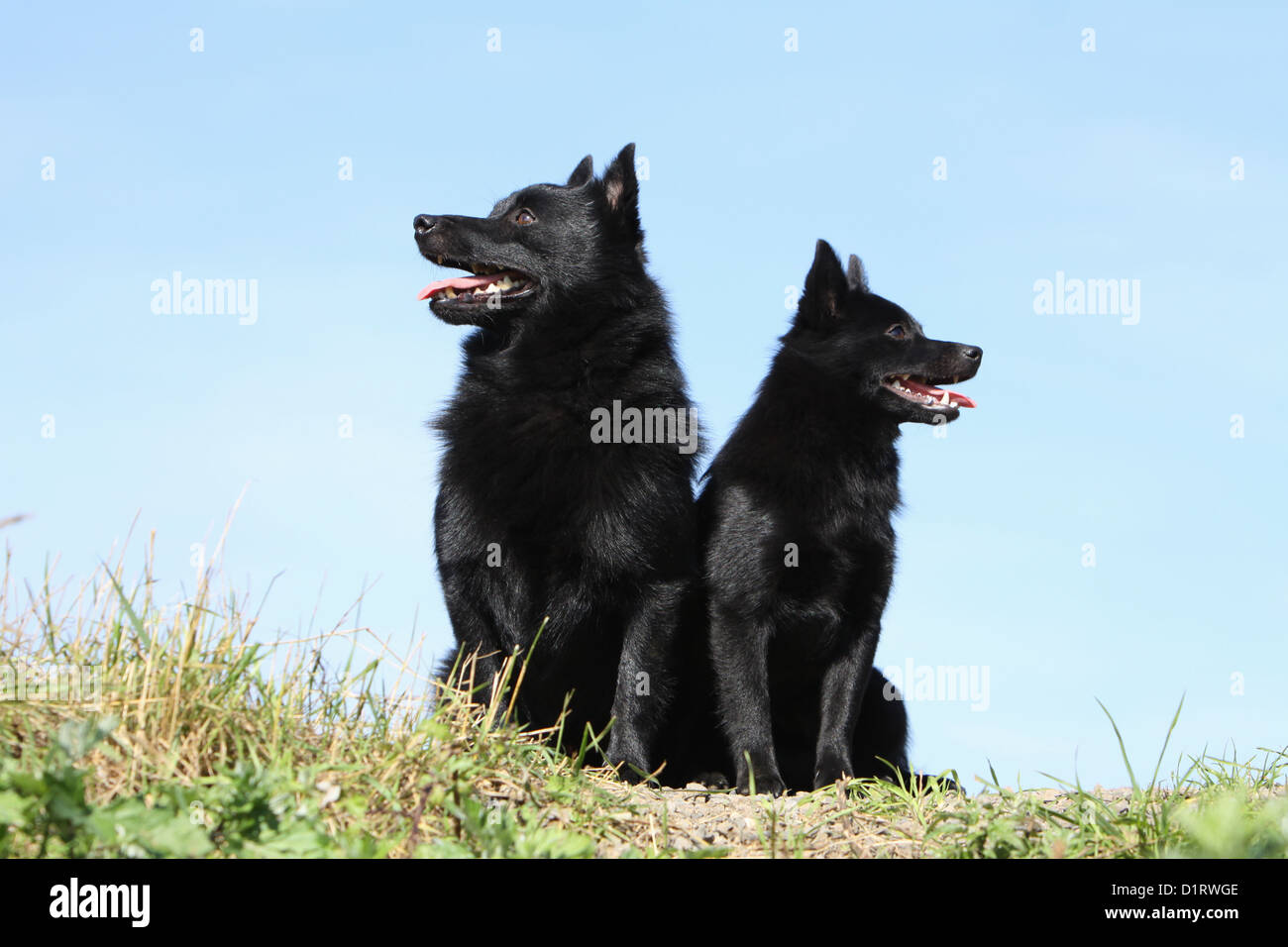 Schipperkes hi-res stock photography and images - Alamy